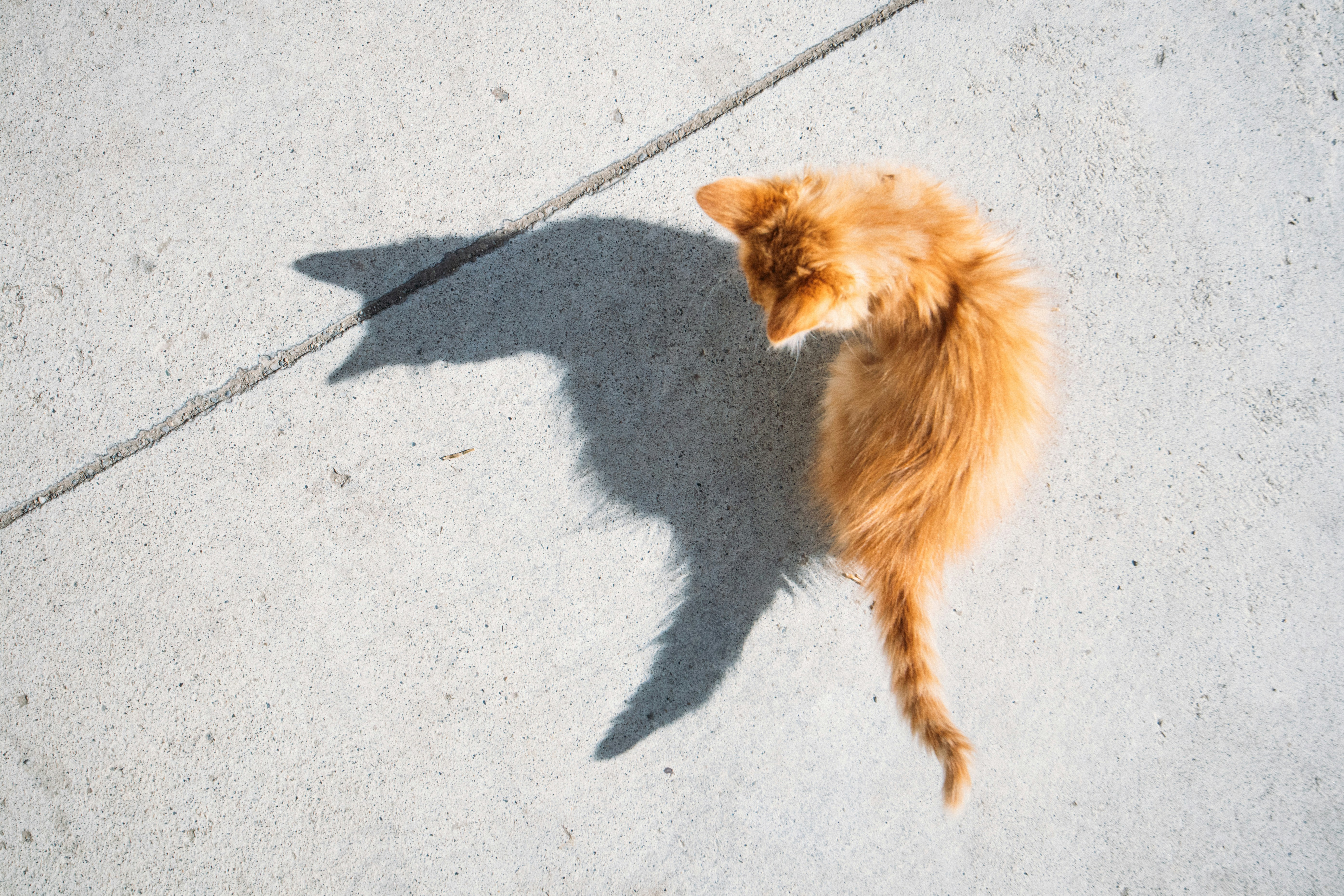 Orange Kitten Cast in Shadow on Concrete
