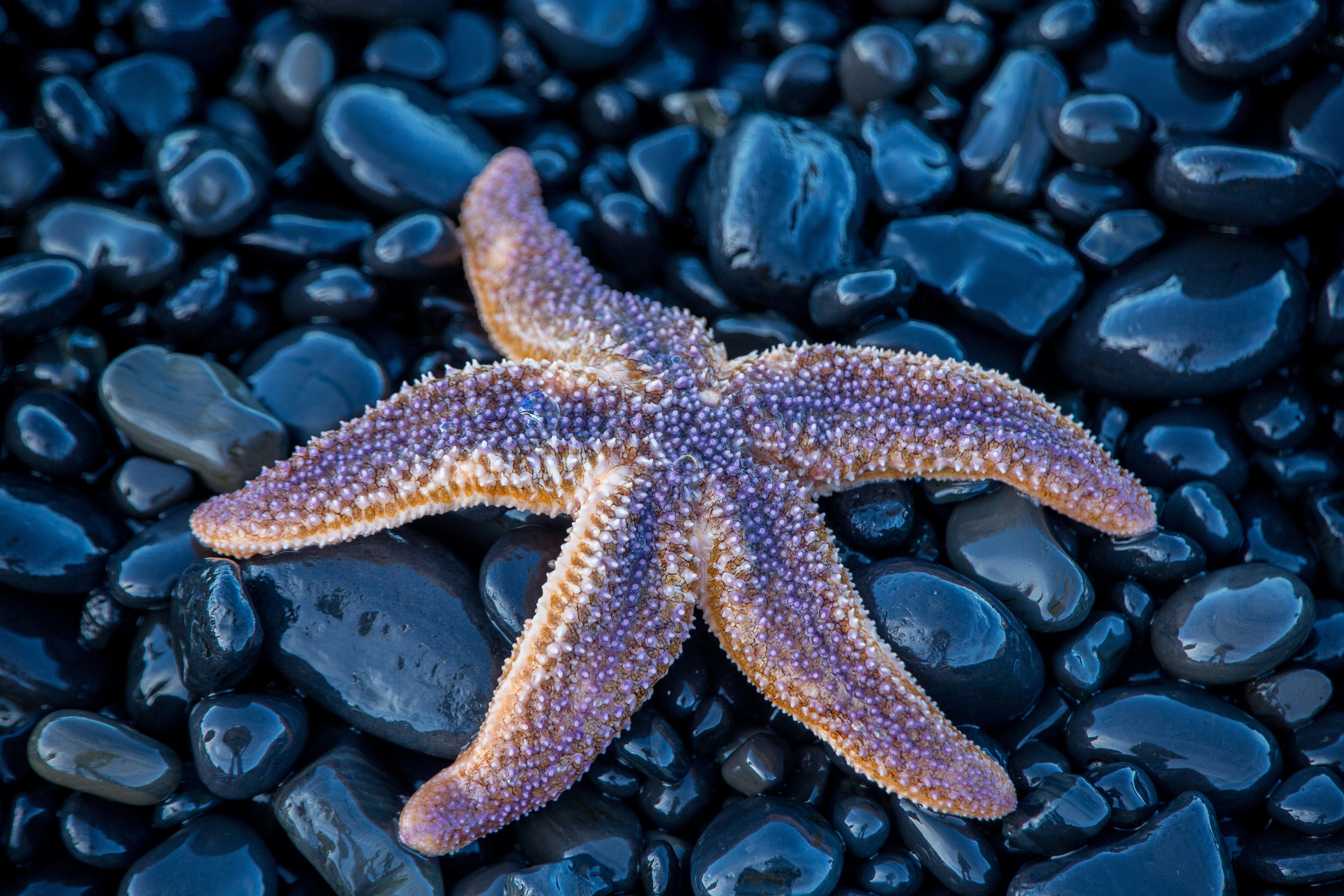 A starfish lies among smooth blue pebbles on a shore, highlighted by cool tones and tactile textures in a close-up scene.