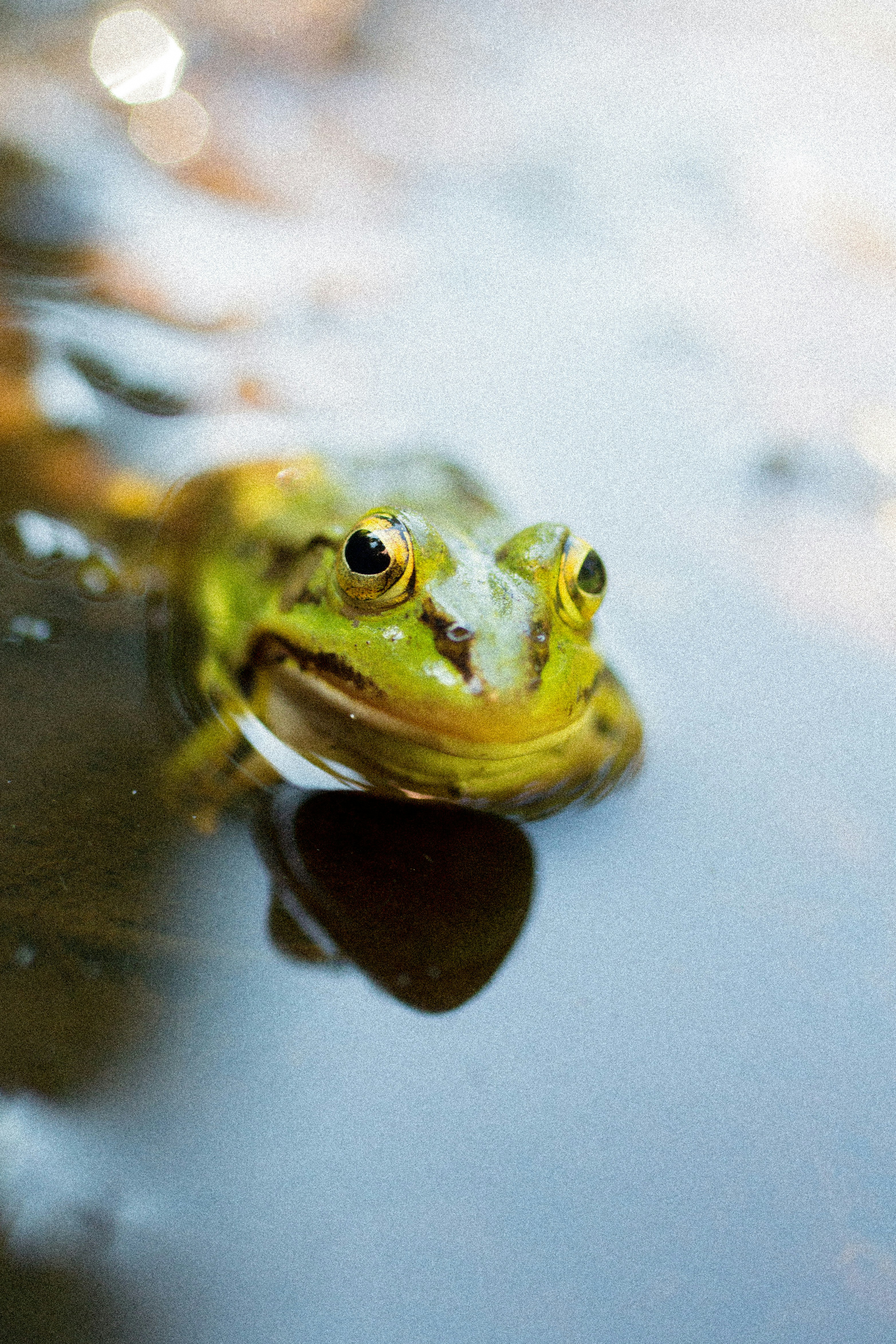 Emerald Gaze: A Frog's Quiet Pause at the Water's Edge