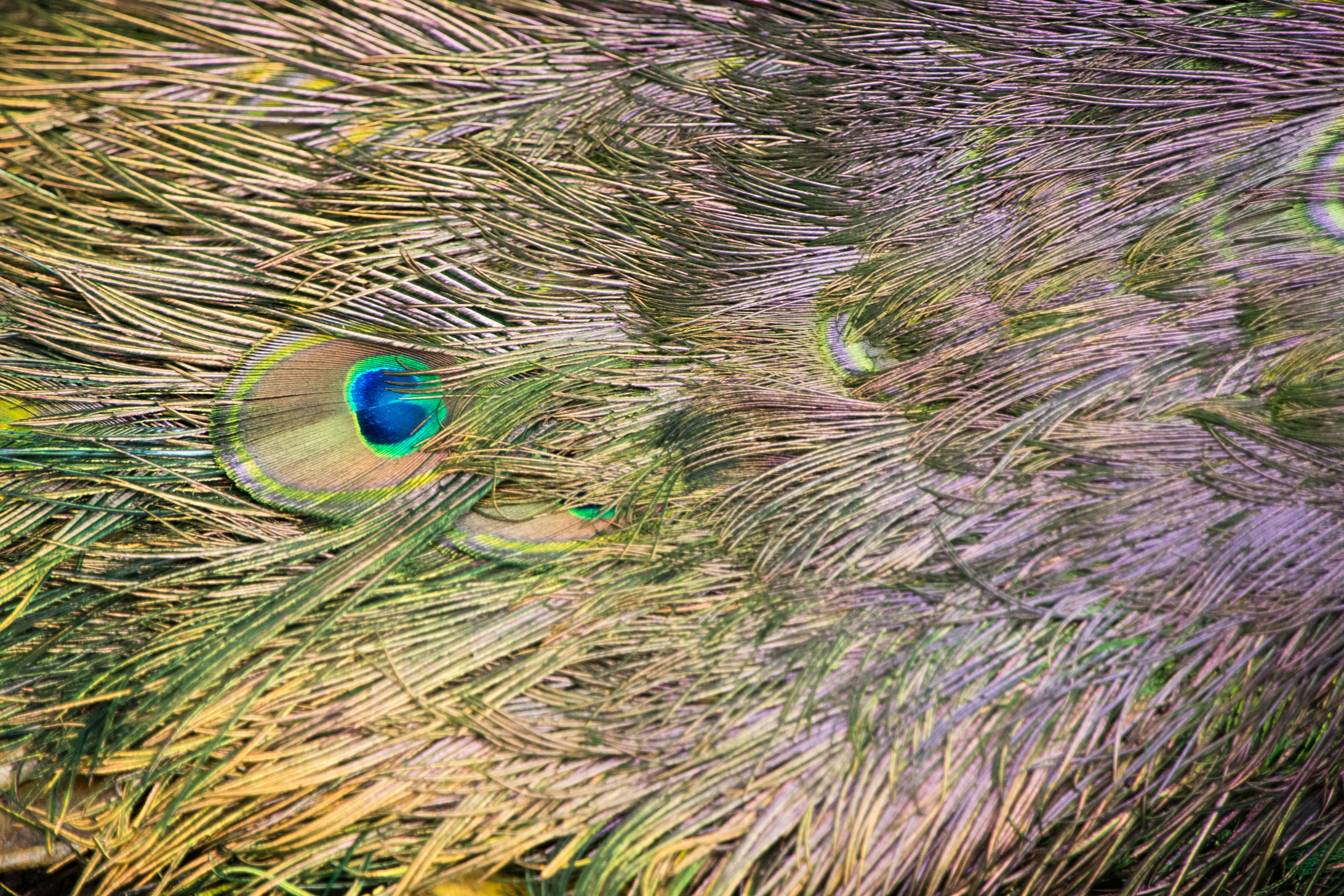 Iridescent Eye in a Tangle of Feathers