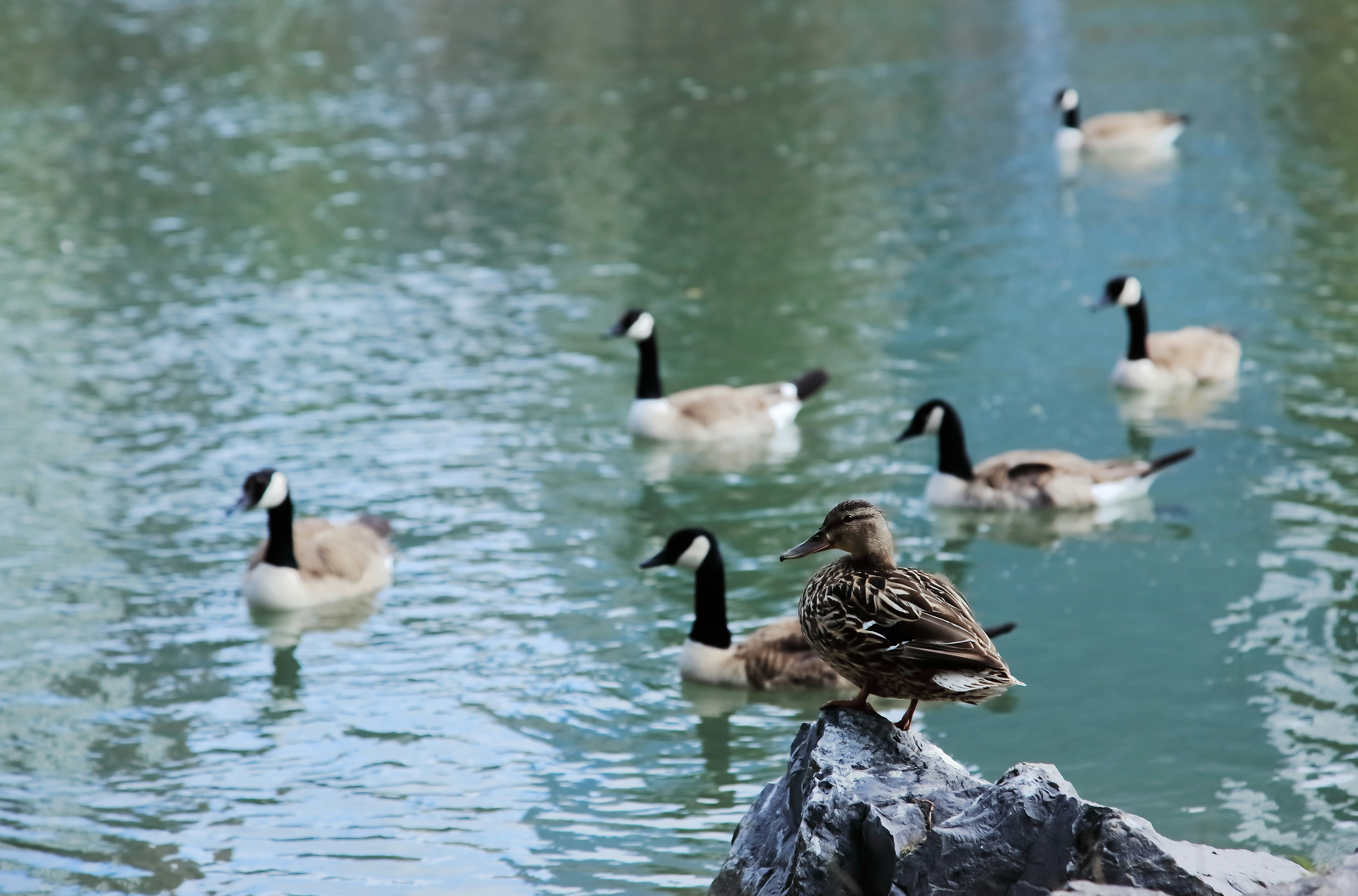 Rock-Perched Mallard Among Quiet Lake Dwellers