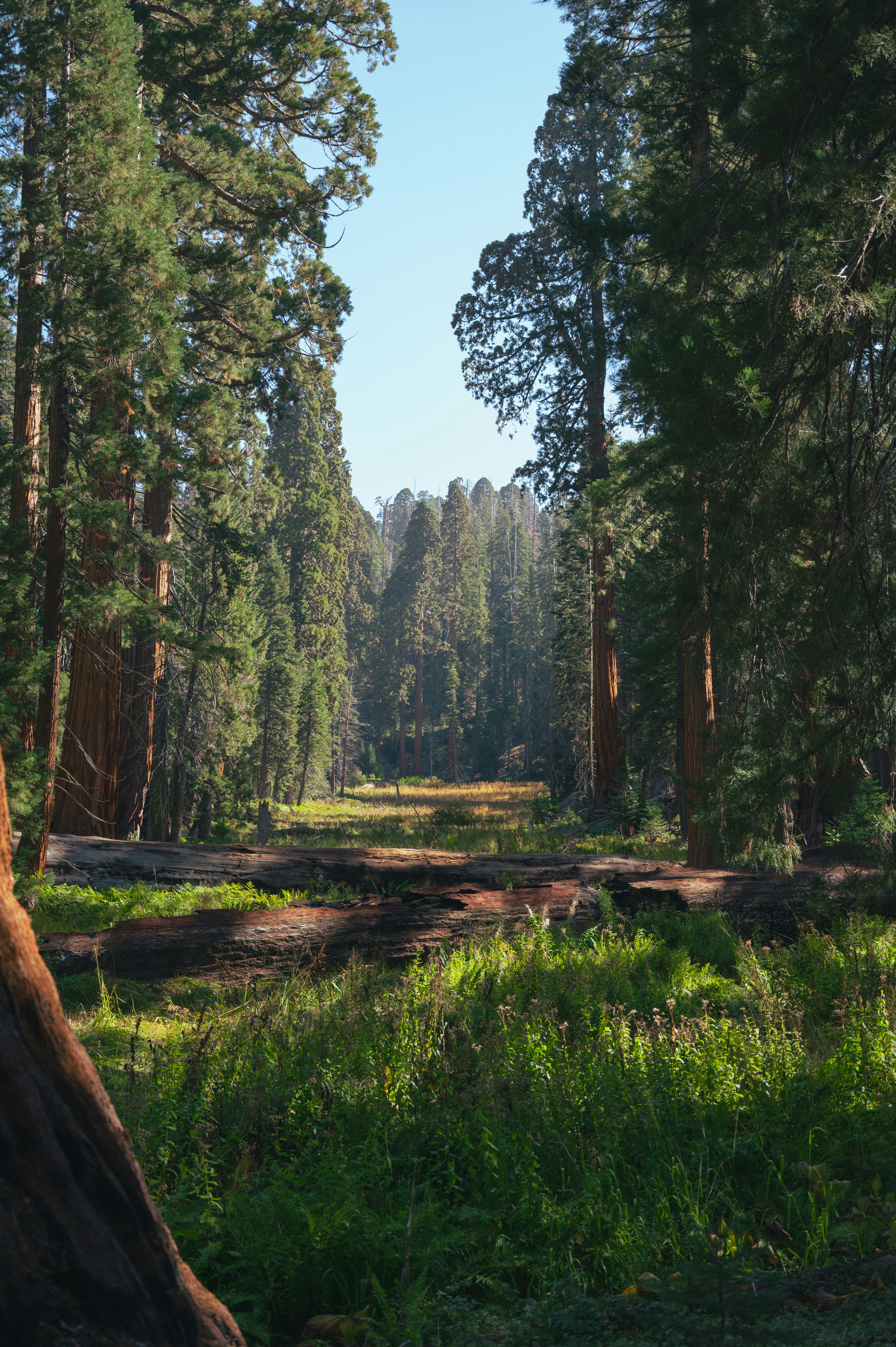 Cathedral of Pines: Sunlit Clearing Between Ancient Giants