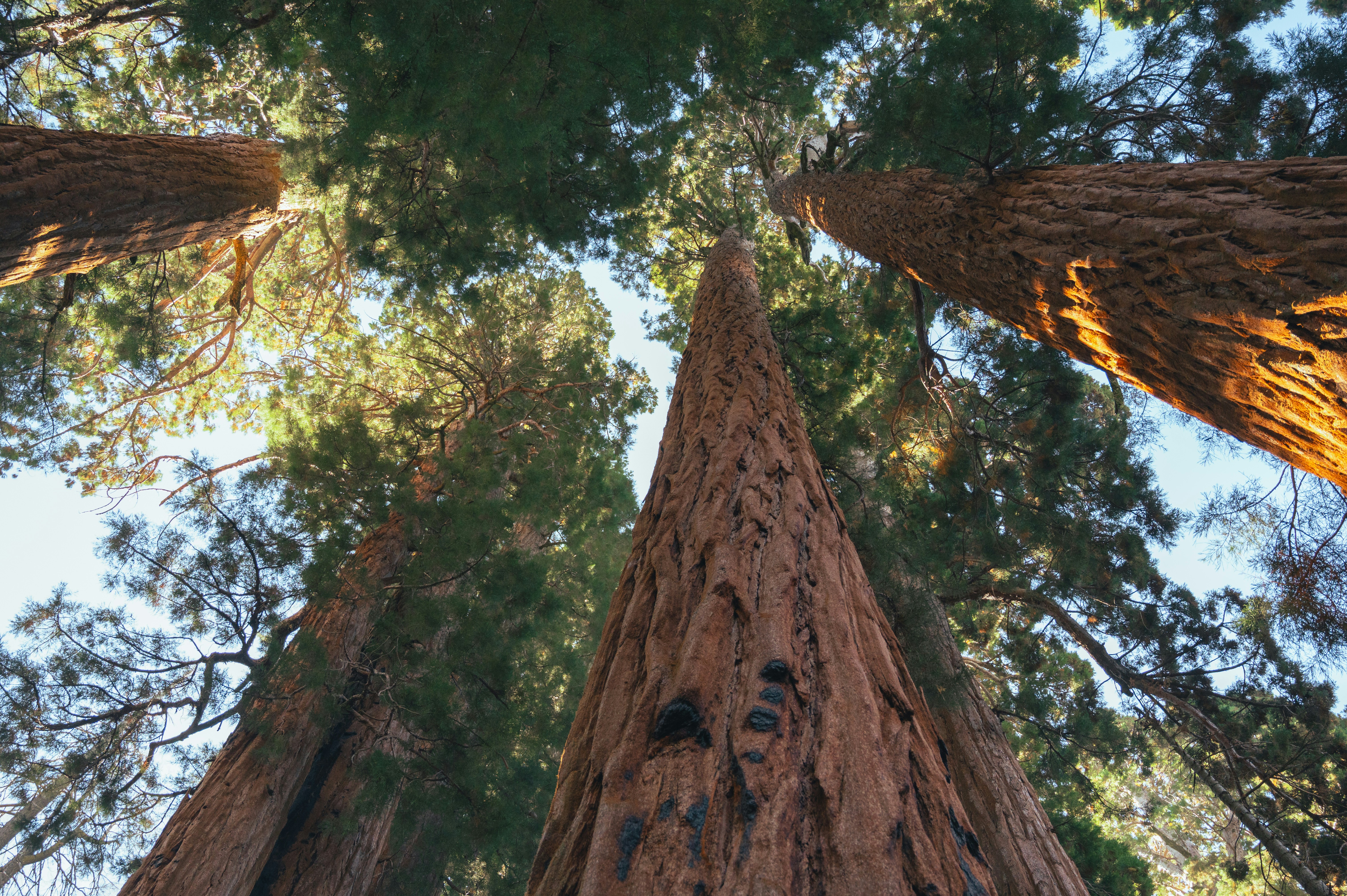 Towering Sentinels: Upward Gaze into Redwood Sky