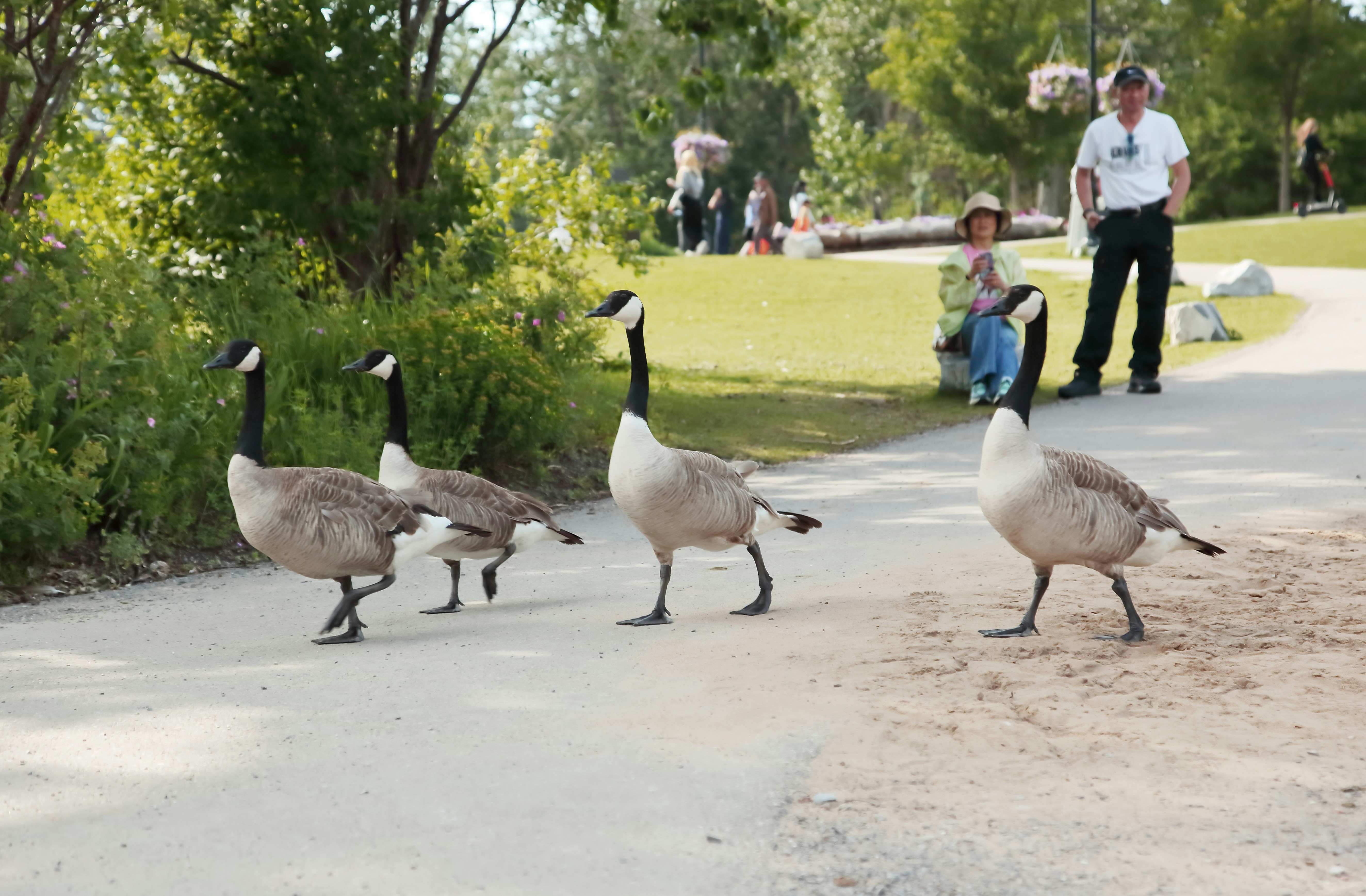 Canada Geese Parade at the Park Gate