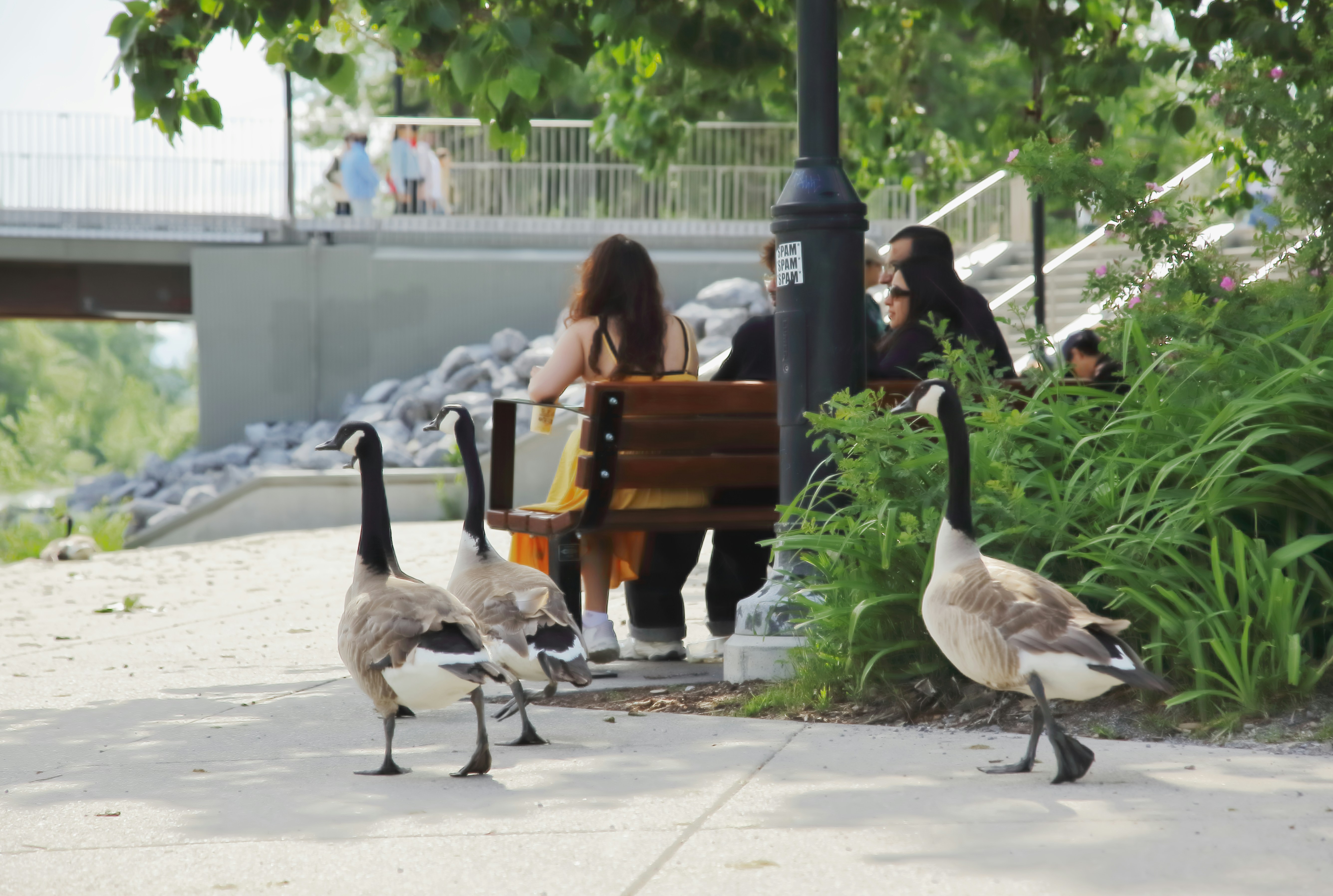 Geese at the Plaza: Feathers, Footwork, and a Park Bench Pause