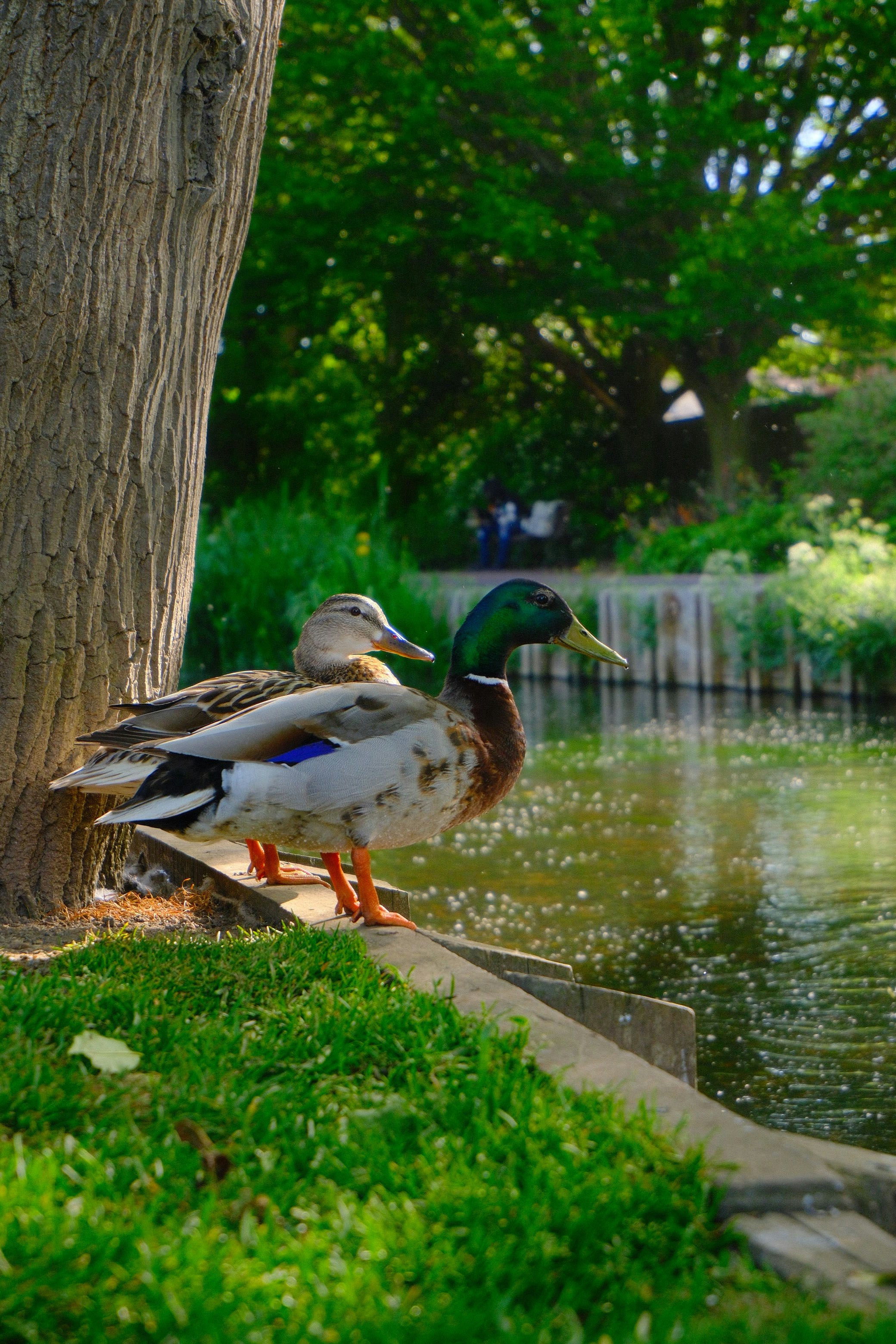 A Pair by the Canal: Mallards at the Edge of Shade