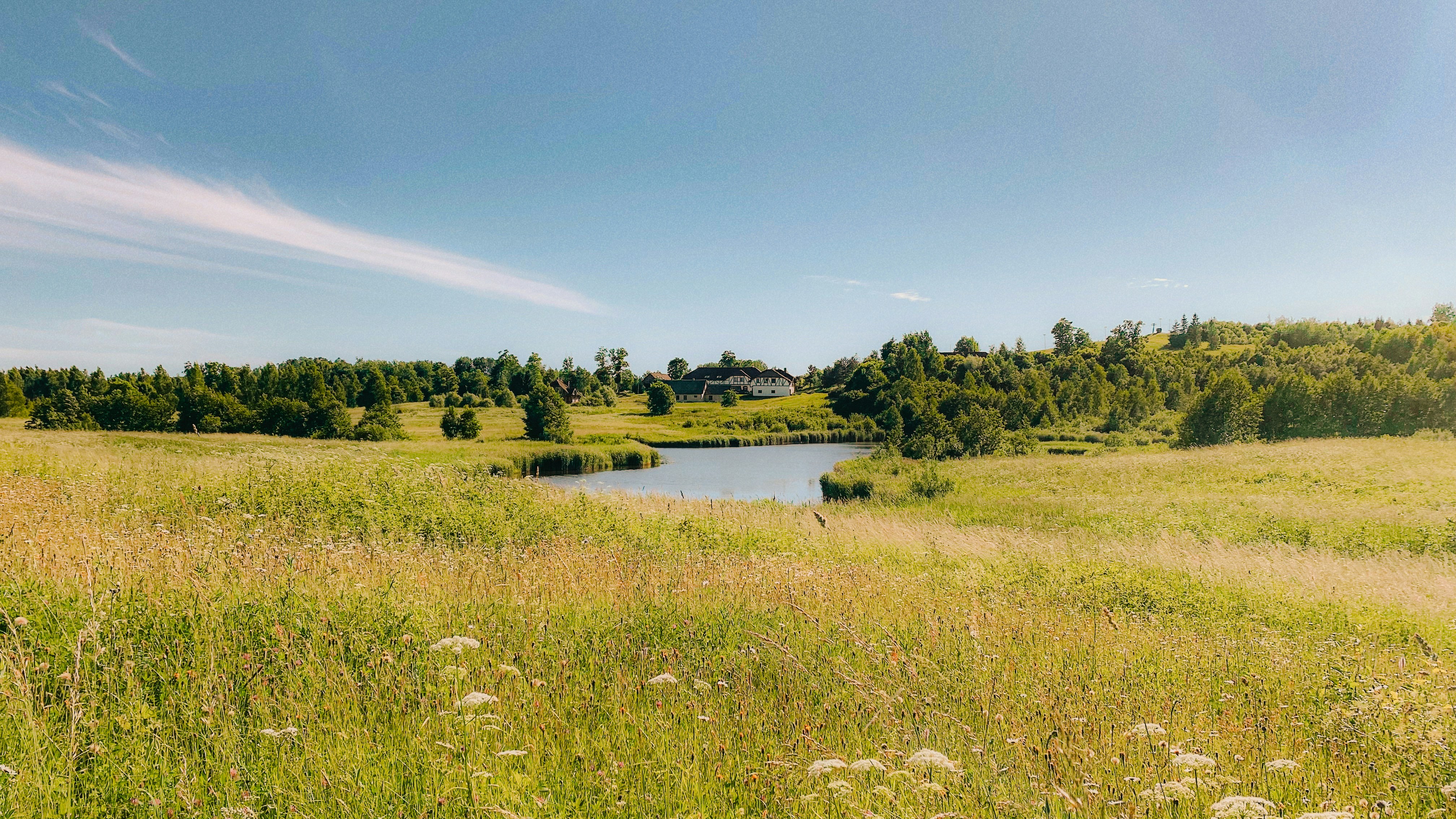Wide meadow with a small lake and distant trees under a clear blue sky; a tranquil countryside scene with soft golden grasses and wildflowers.