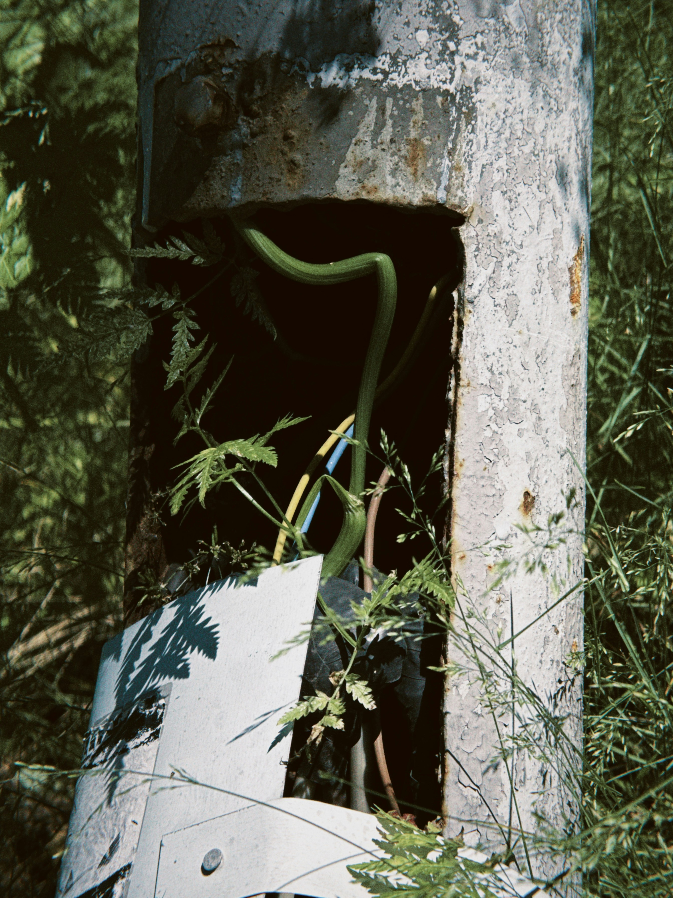 Abandoned utility conduit hidden in overgrown habitat