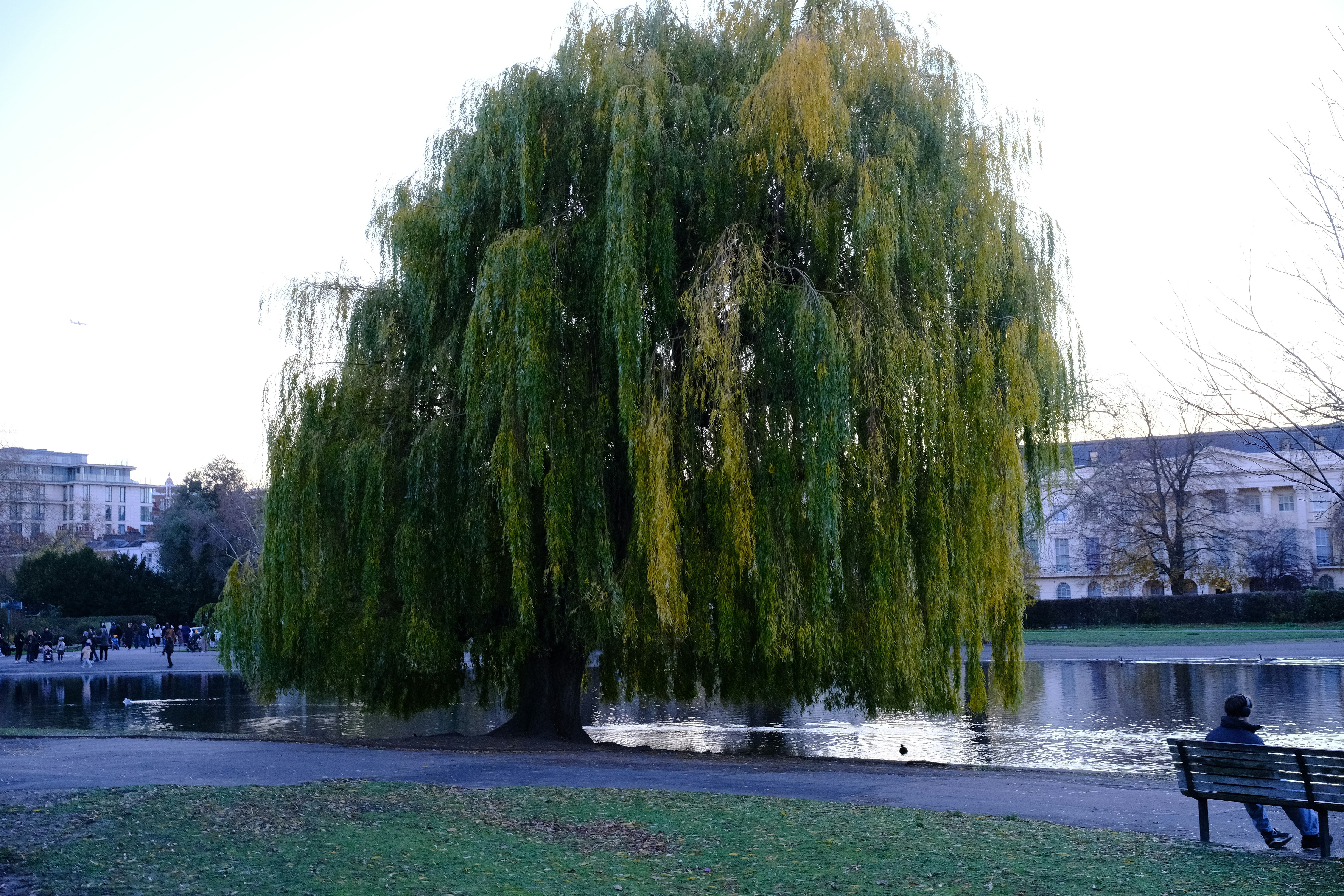 The Weeping Willow by the Quiet Pond