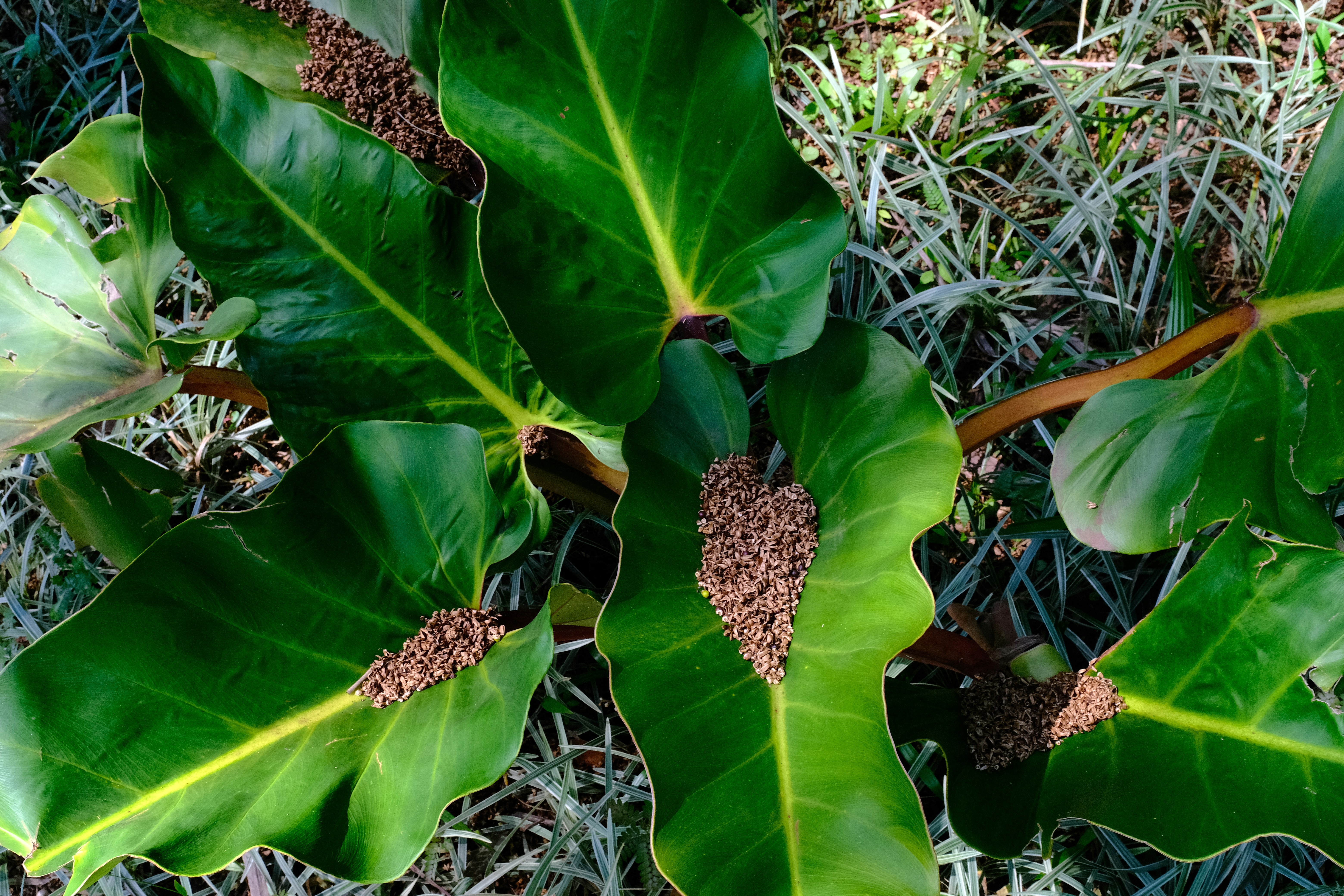 Green Vein Cascade: A Close-Up of Broad Evergreen Leaves