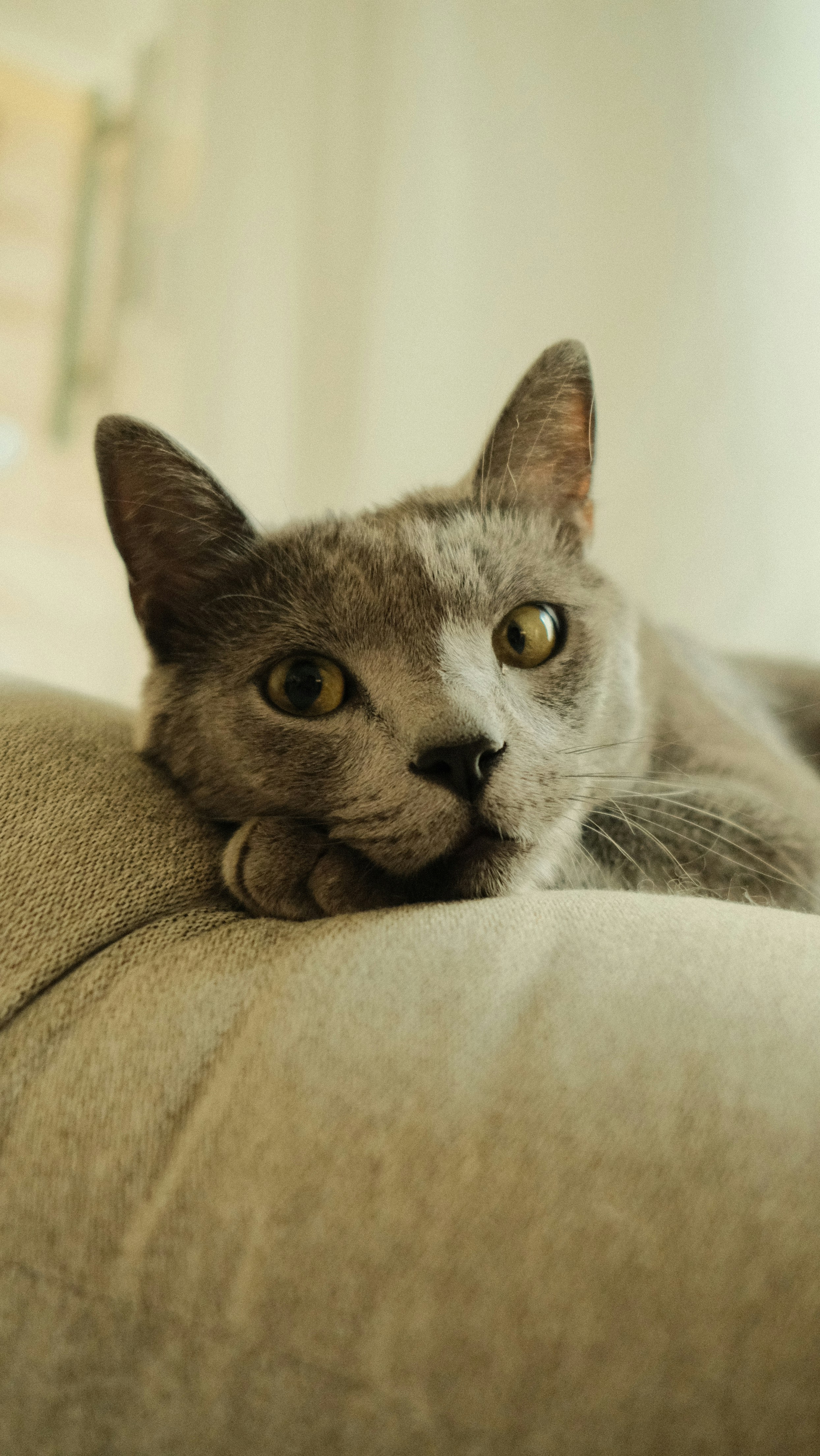 Curled Confidant: A Soft-Eyed Cat Resting on Cushioned Velvet