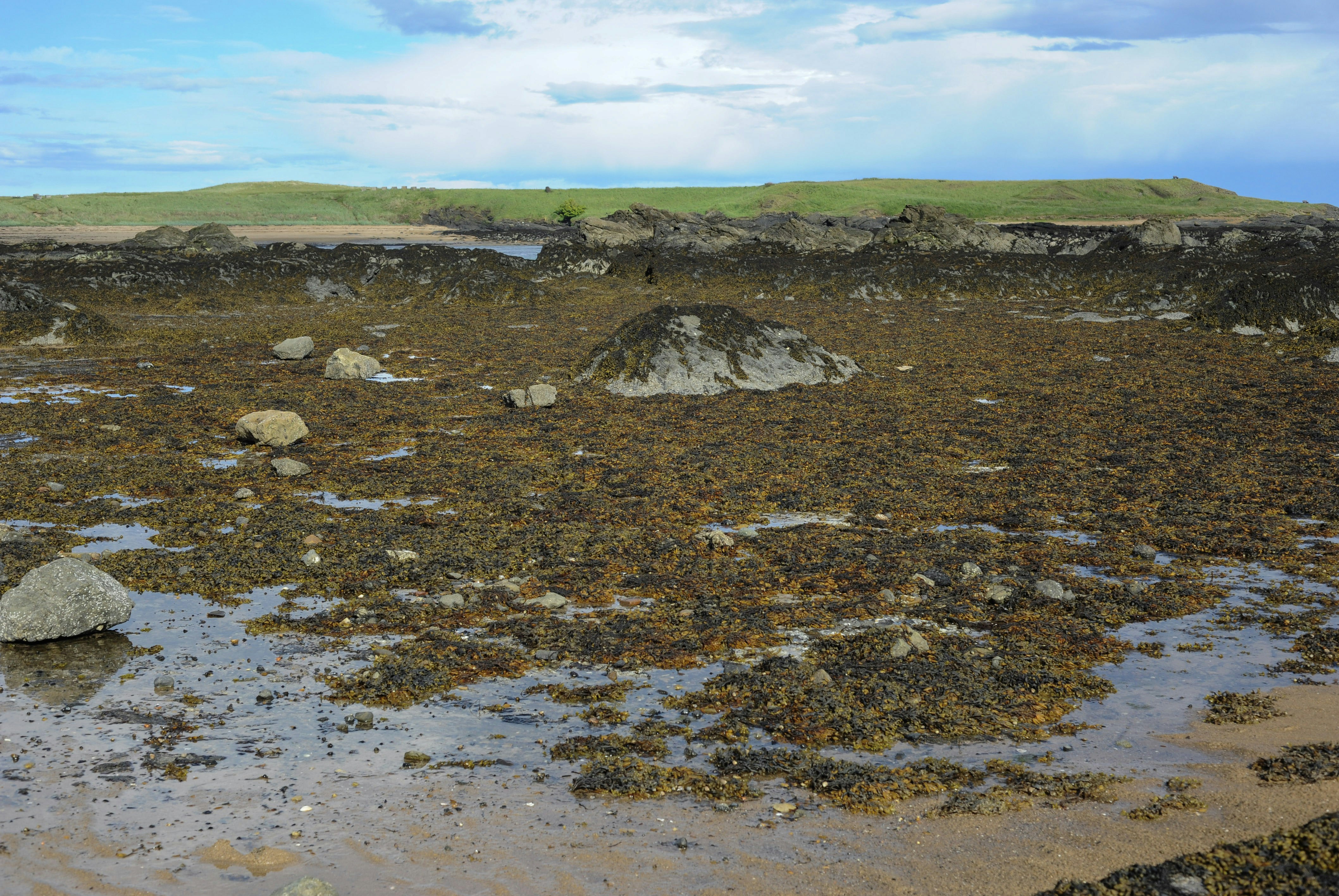 Rugged Tide Flats Under a Skyscape of Quiet Blue
