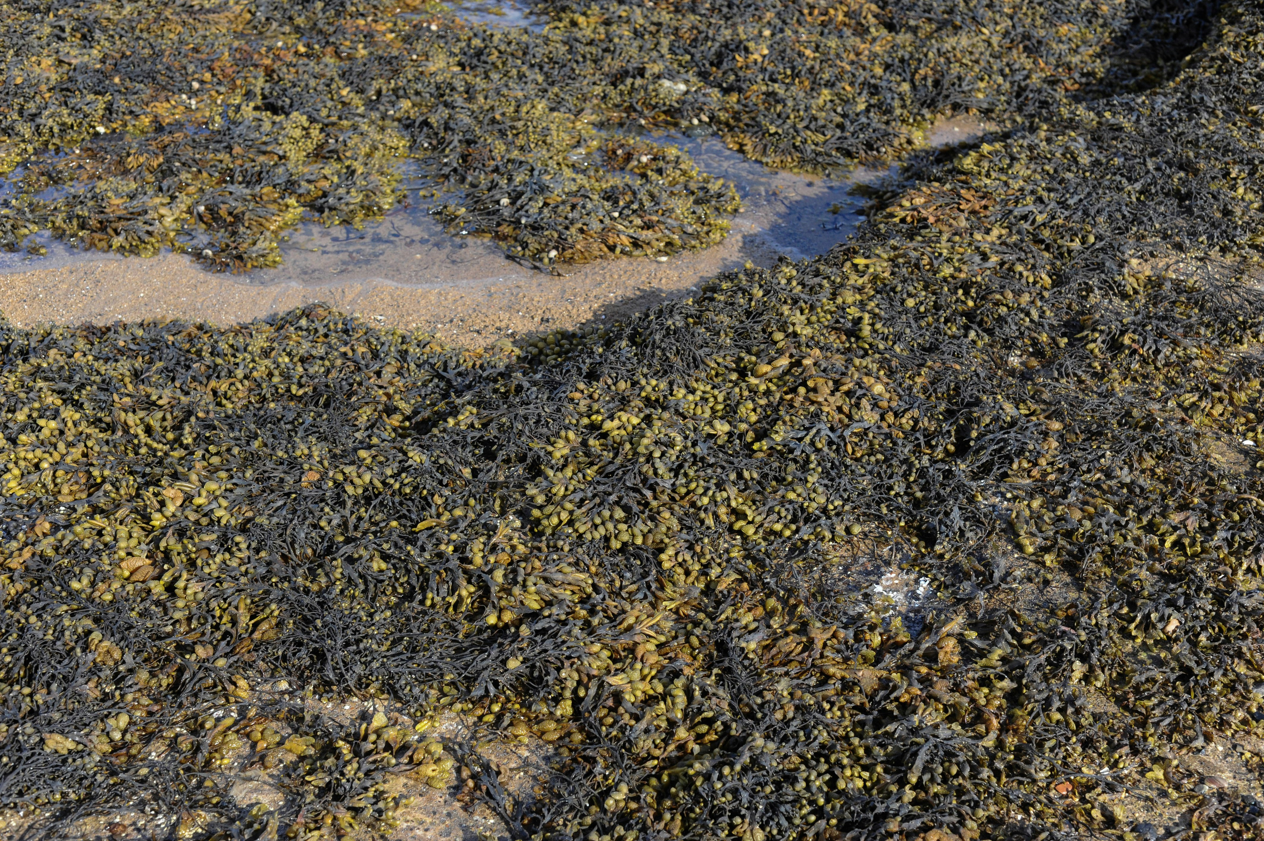 Mossy shoreline textures under shallow tidal light