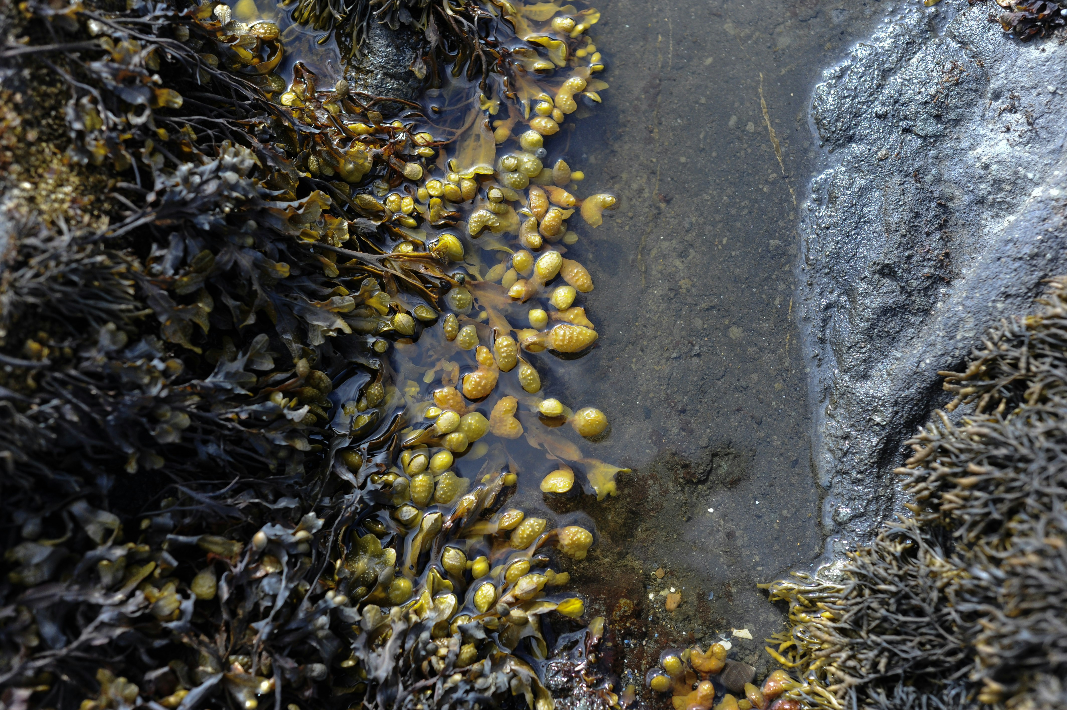 Golden tide on the shore: seaweed, rock, and tide pools
