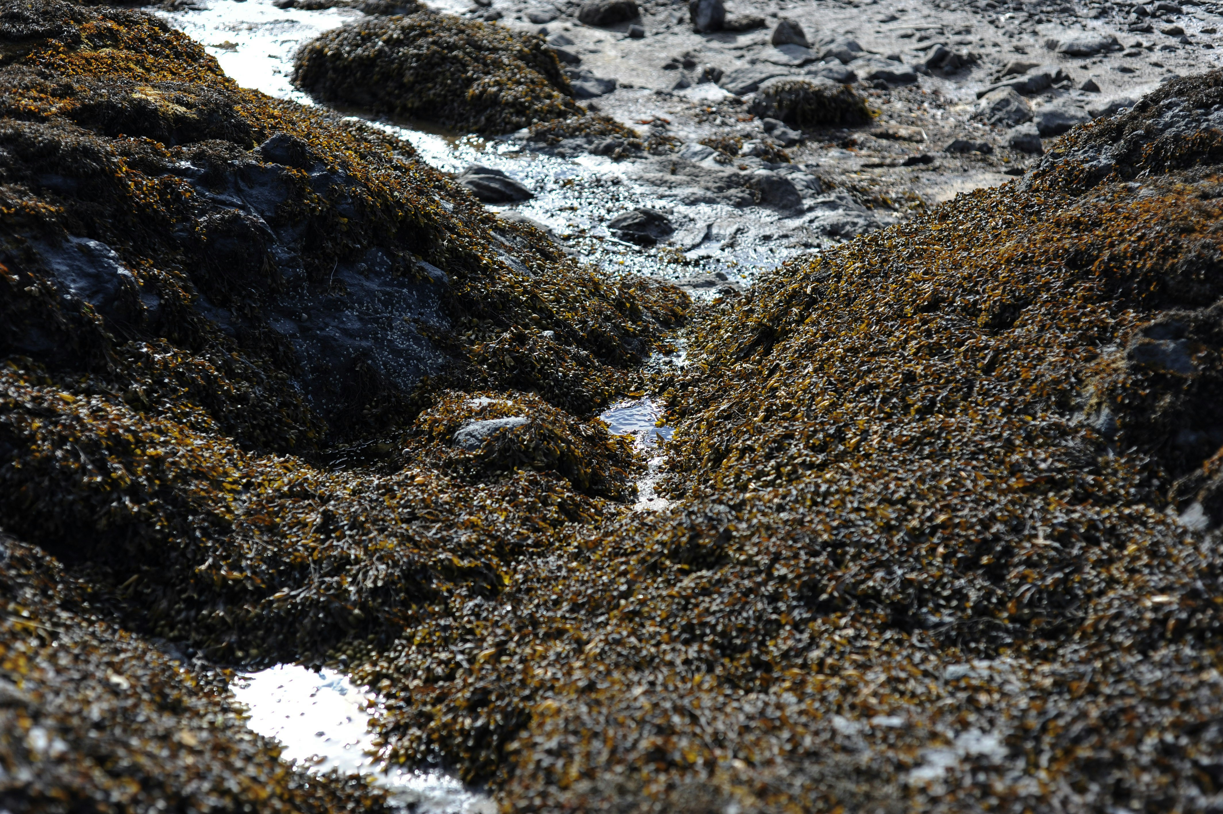 Sunlit Crevice Between Tide-Washed Barnacles