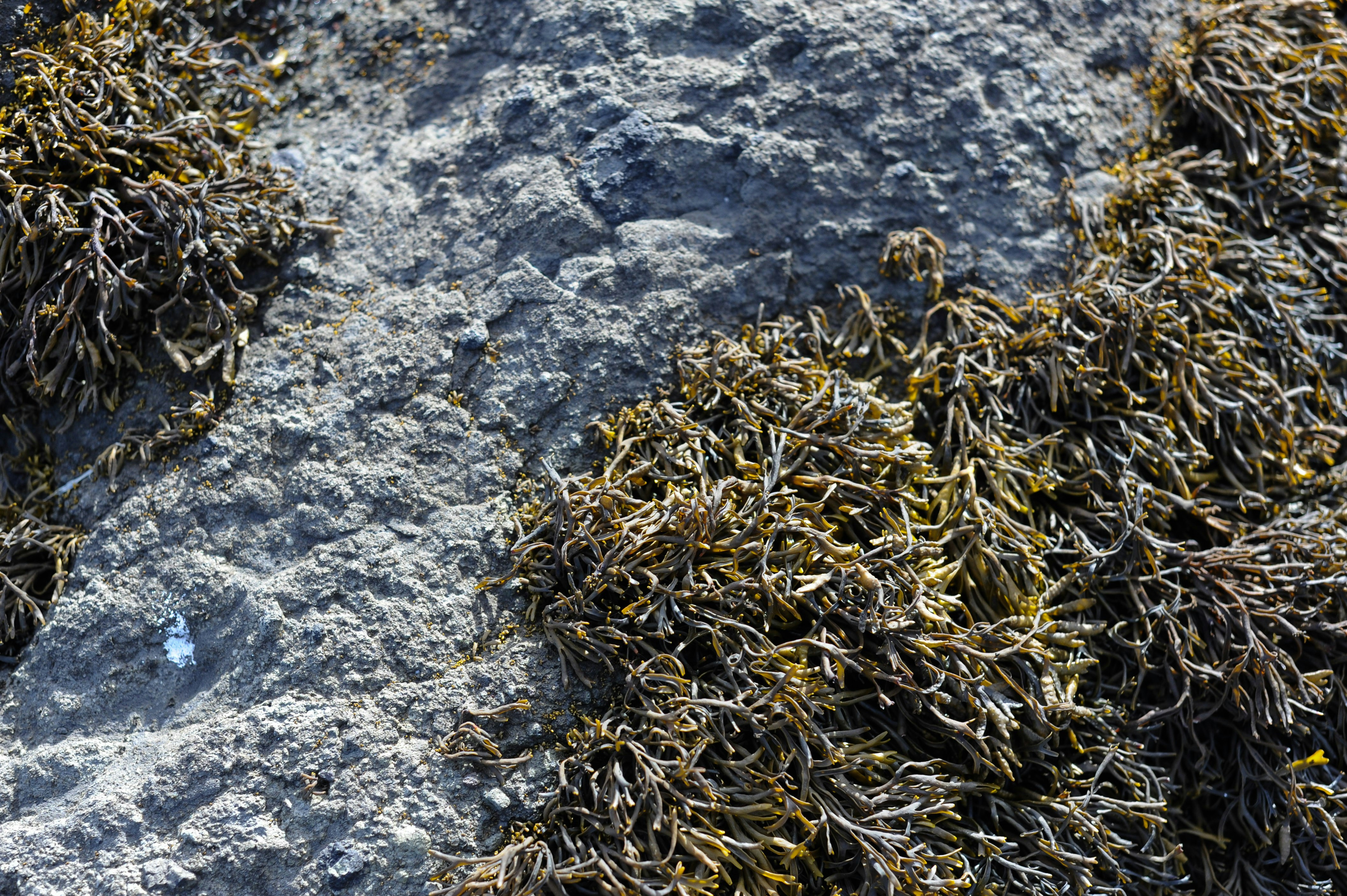 Lichen-clad rock textures in coastal terrain