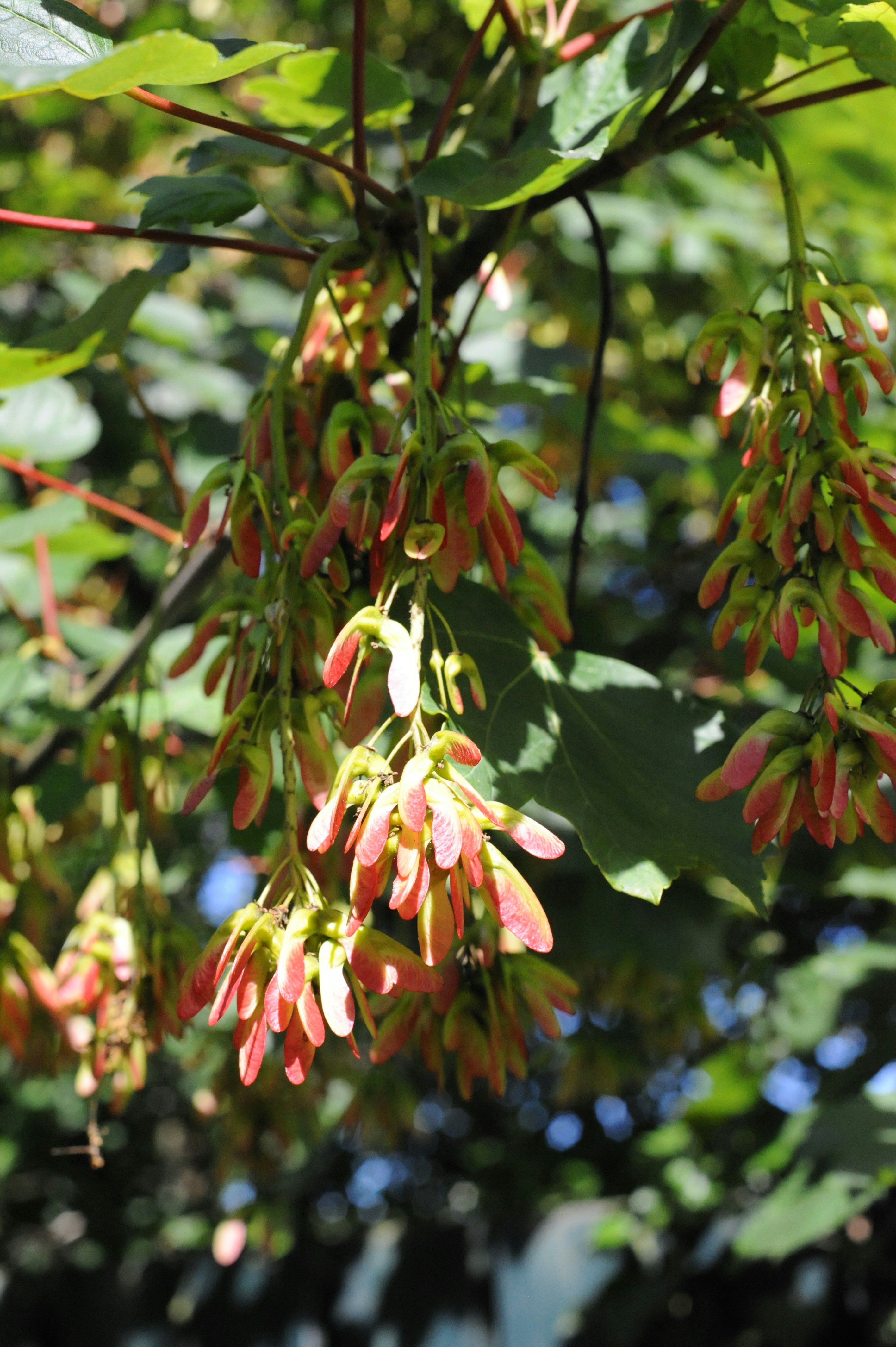 Hanging Coral Keys: Cluster of Fuchsia Pods in Dappled Sunlight