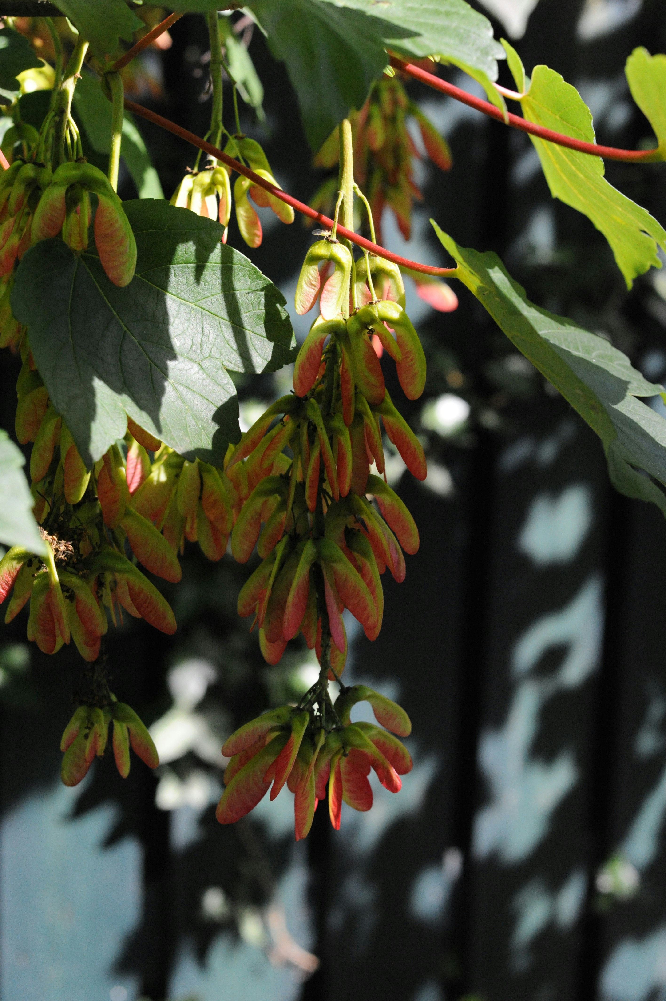 Hanging clusters of ripened samaras glow in dappled sun along a leafy branch