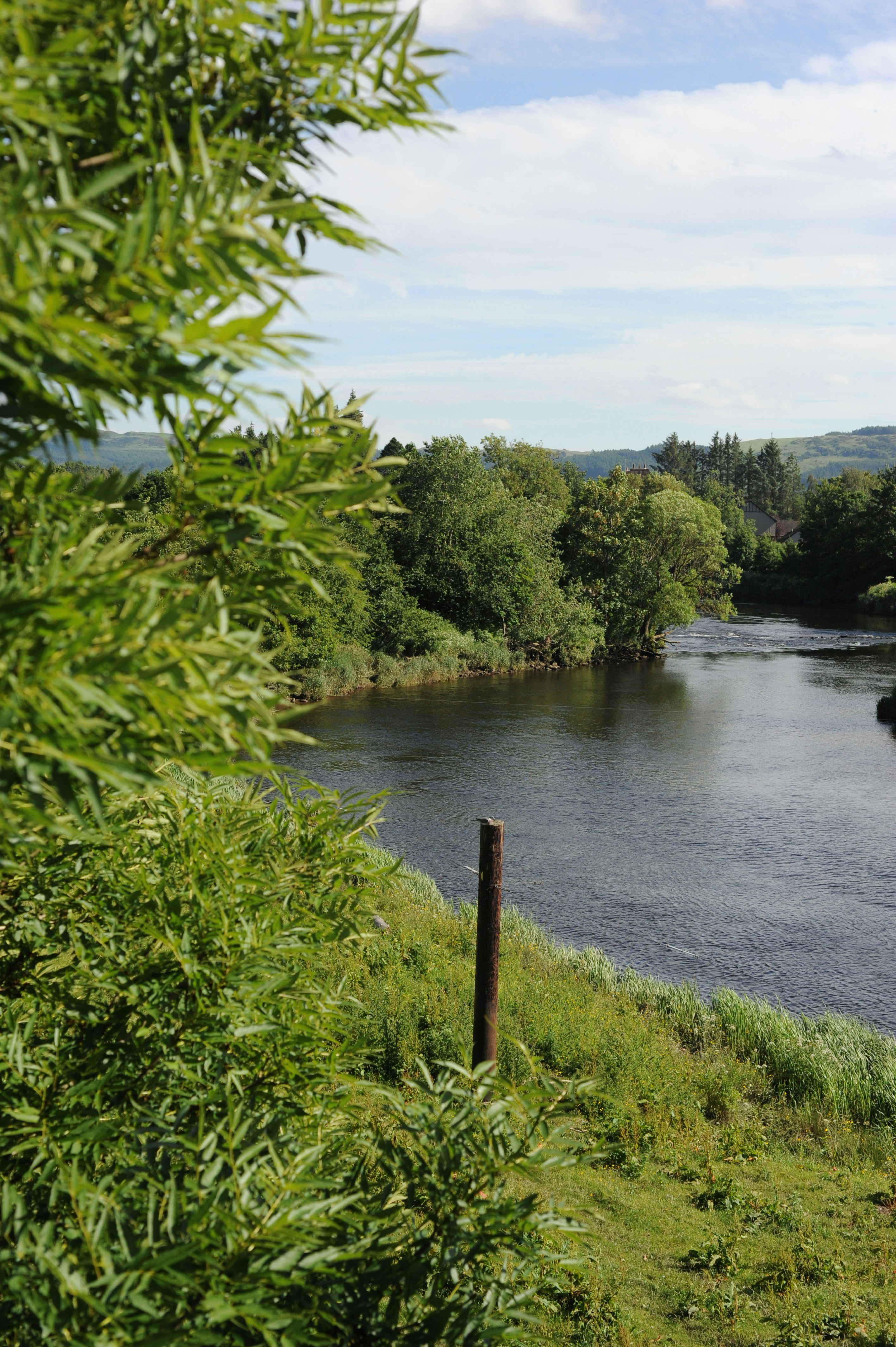 River Edge in Sunlit Greenery