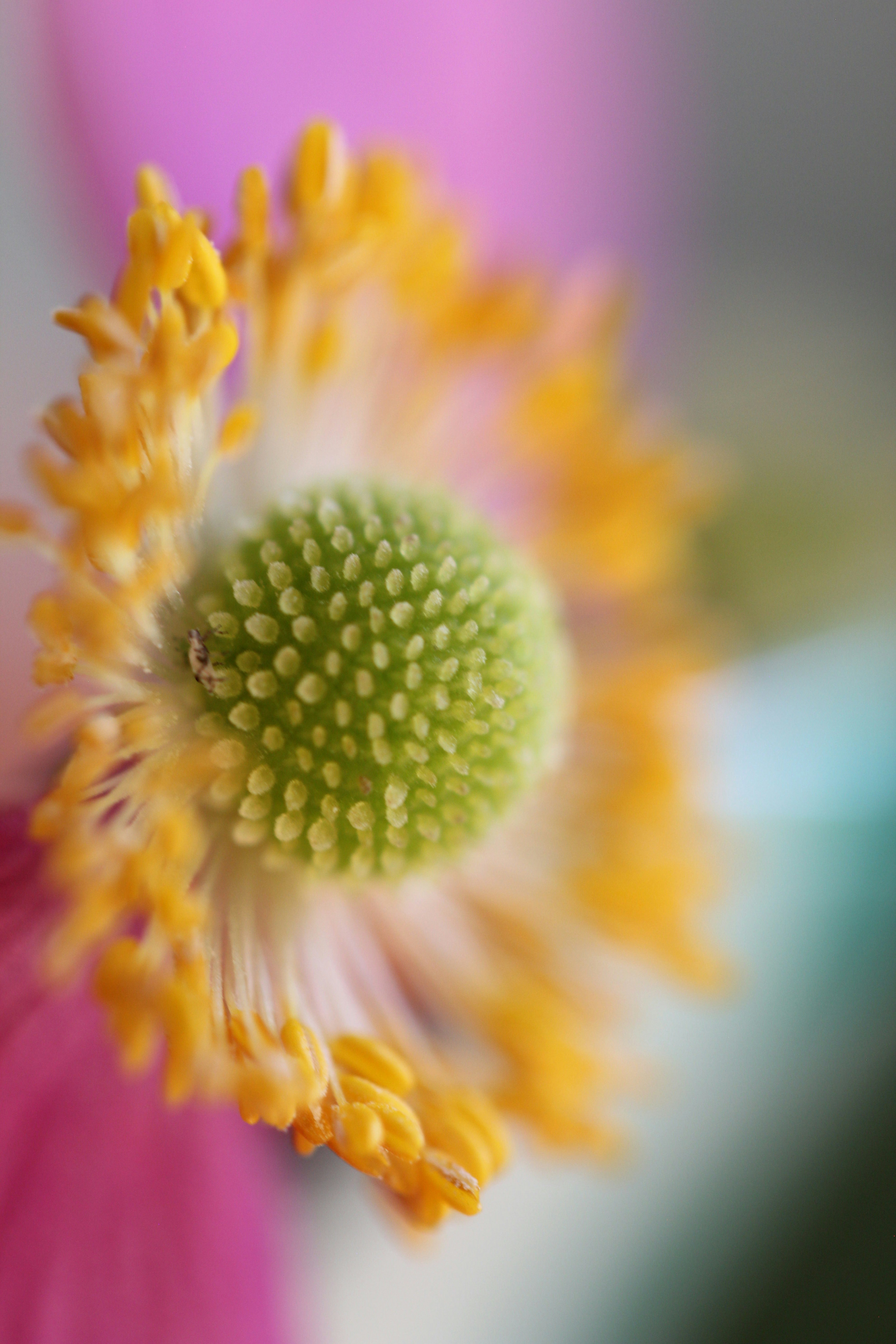 Macro Bloom: Green Crown with Golden Stamens