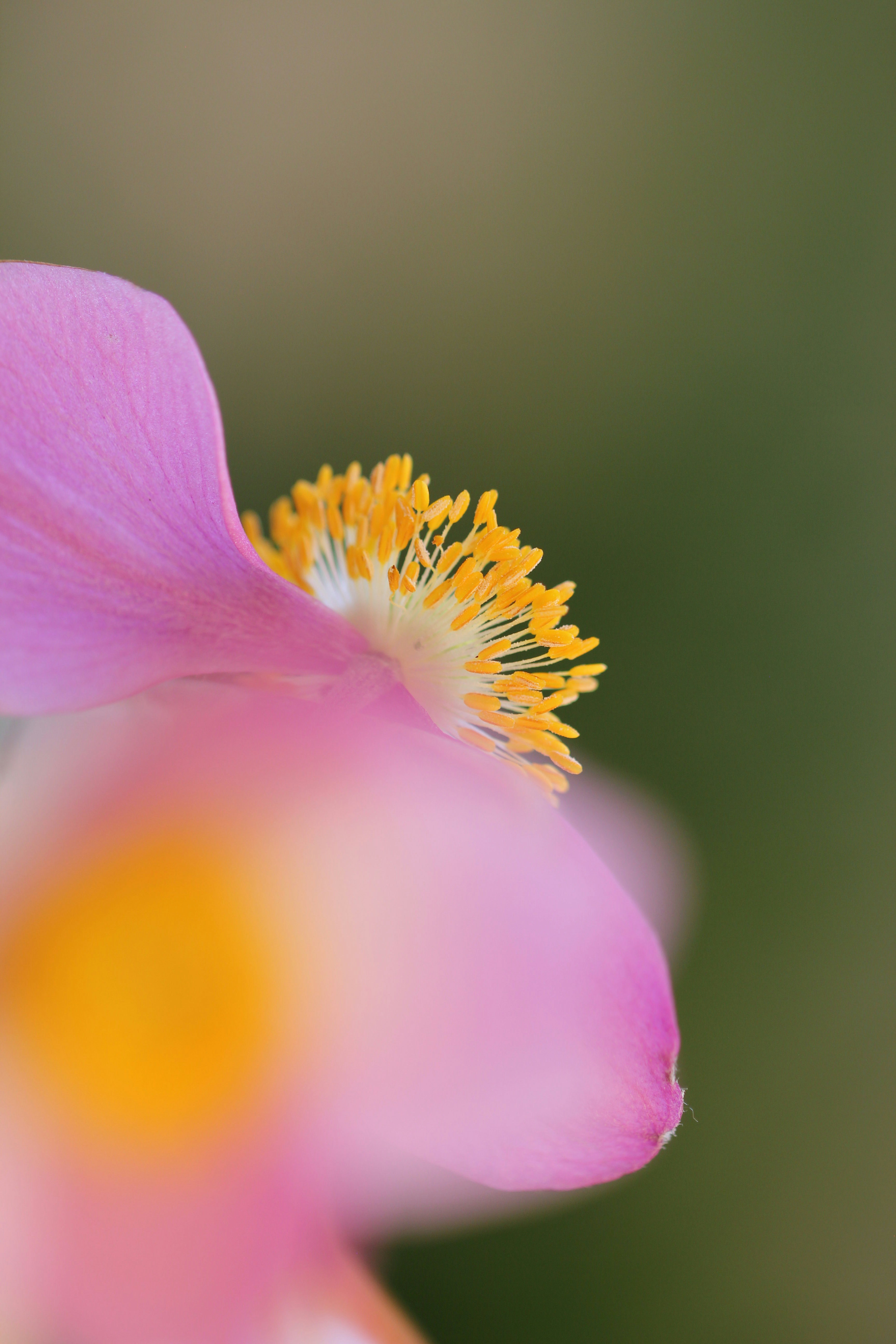 Close-up of a pink poppy petal with a golden stamen bloom