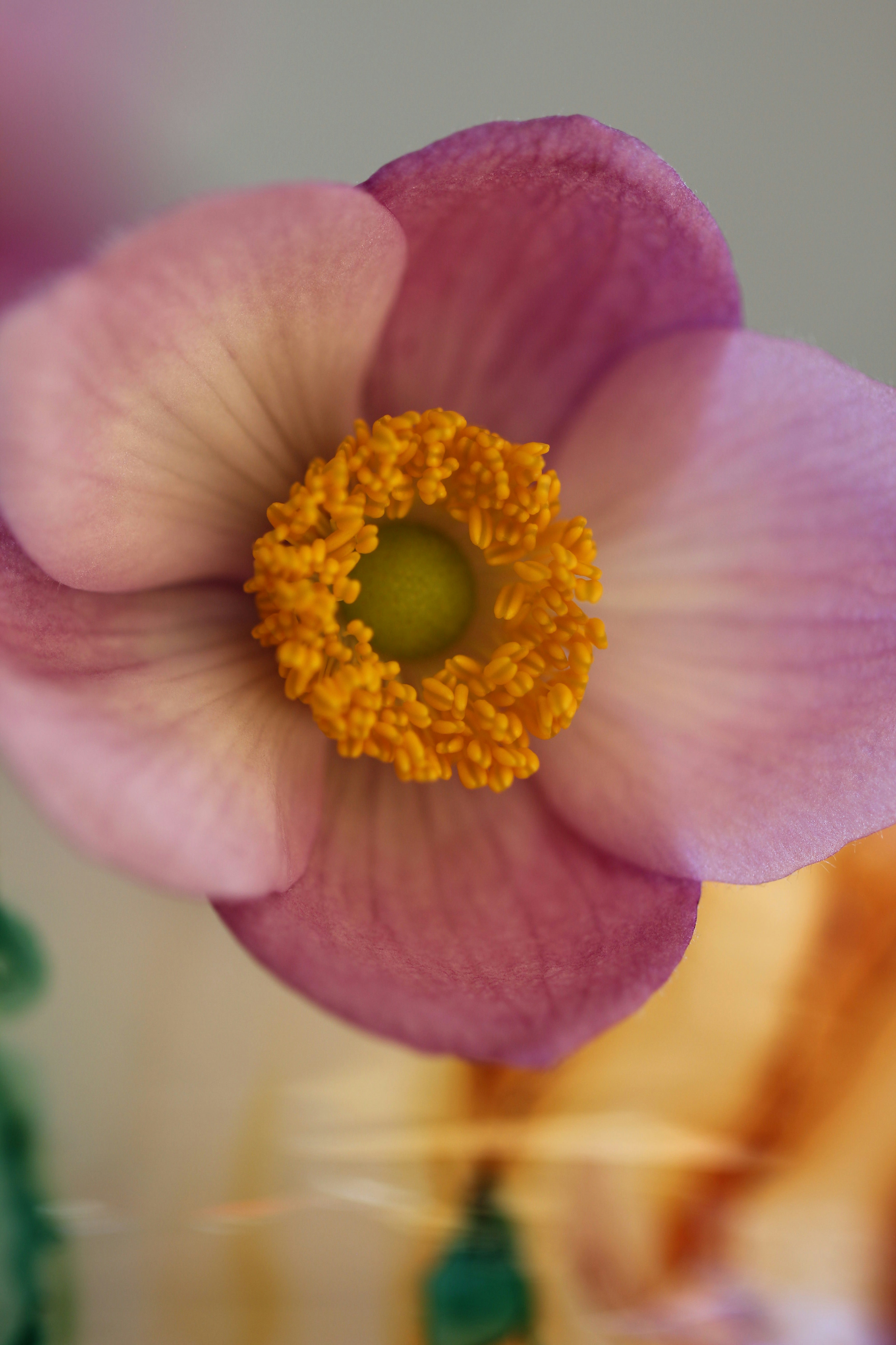 Petaled Spotlight: A Close-Up on a Pink-Orange Flower’s Golden Center