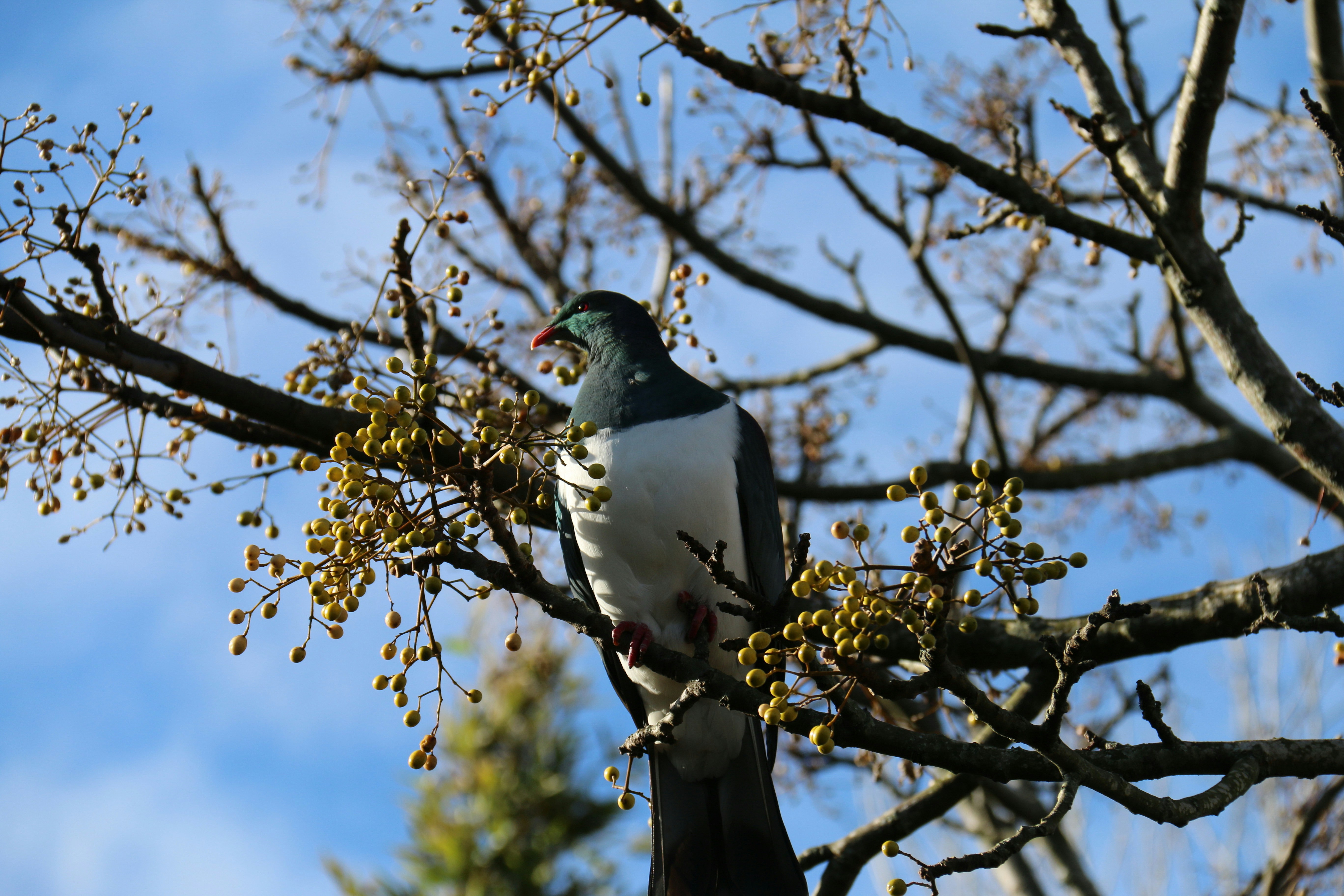 Pigeon perched on a branch with budding catkins against a bright blue sky, highlighting the bird as the focal subject of a natural outdoor scene.