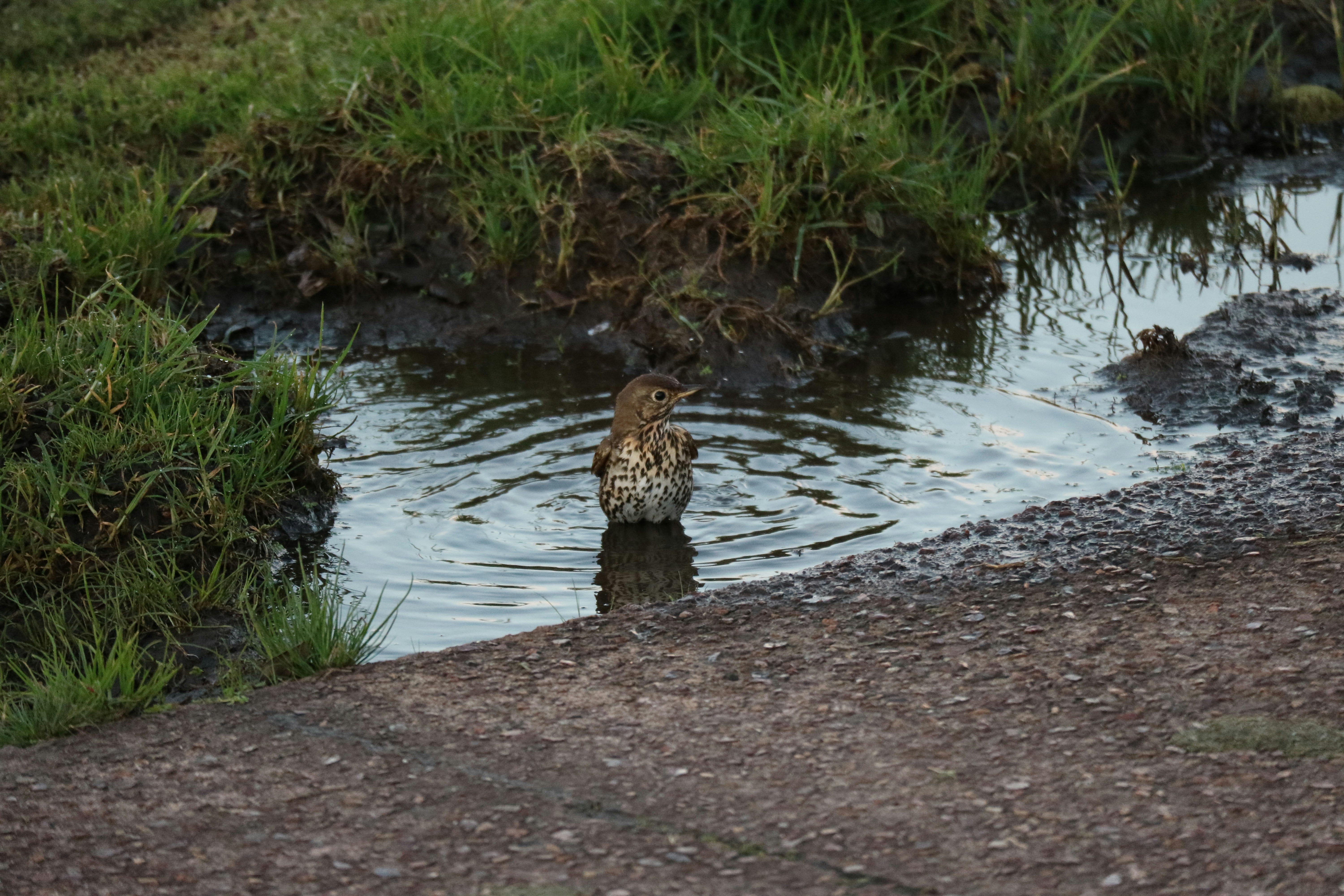 Tiny Watery Watcher: A Wader’s Moment at the Pond Edge