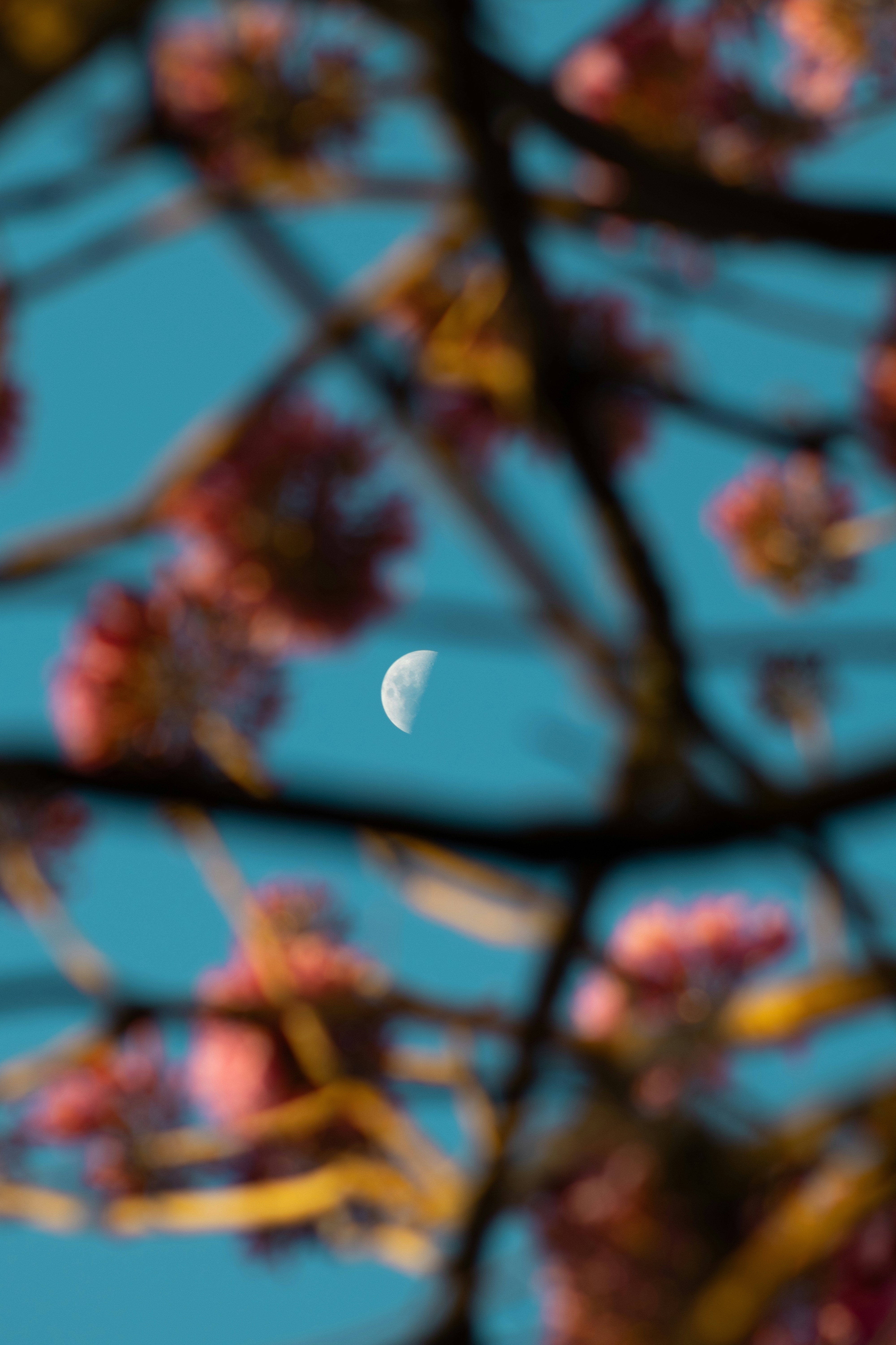 Moon in a Blooming Frame: Whispers of Spring Through Blurred Branches