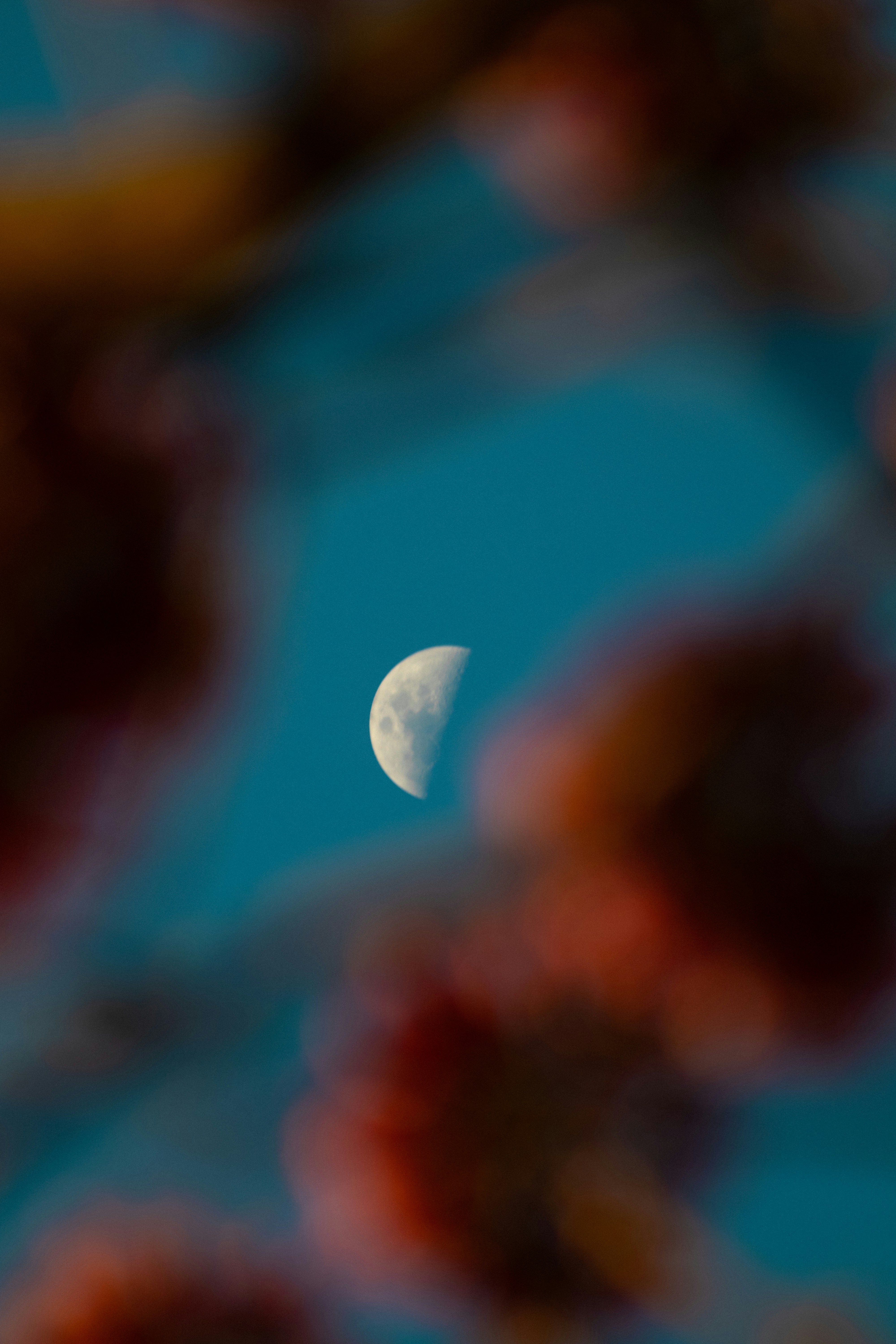 Lunar Crescent in a Blurred Sky Between Blush-Red Leaves