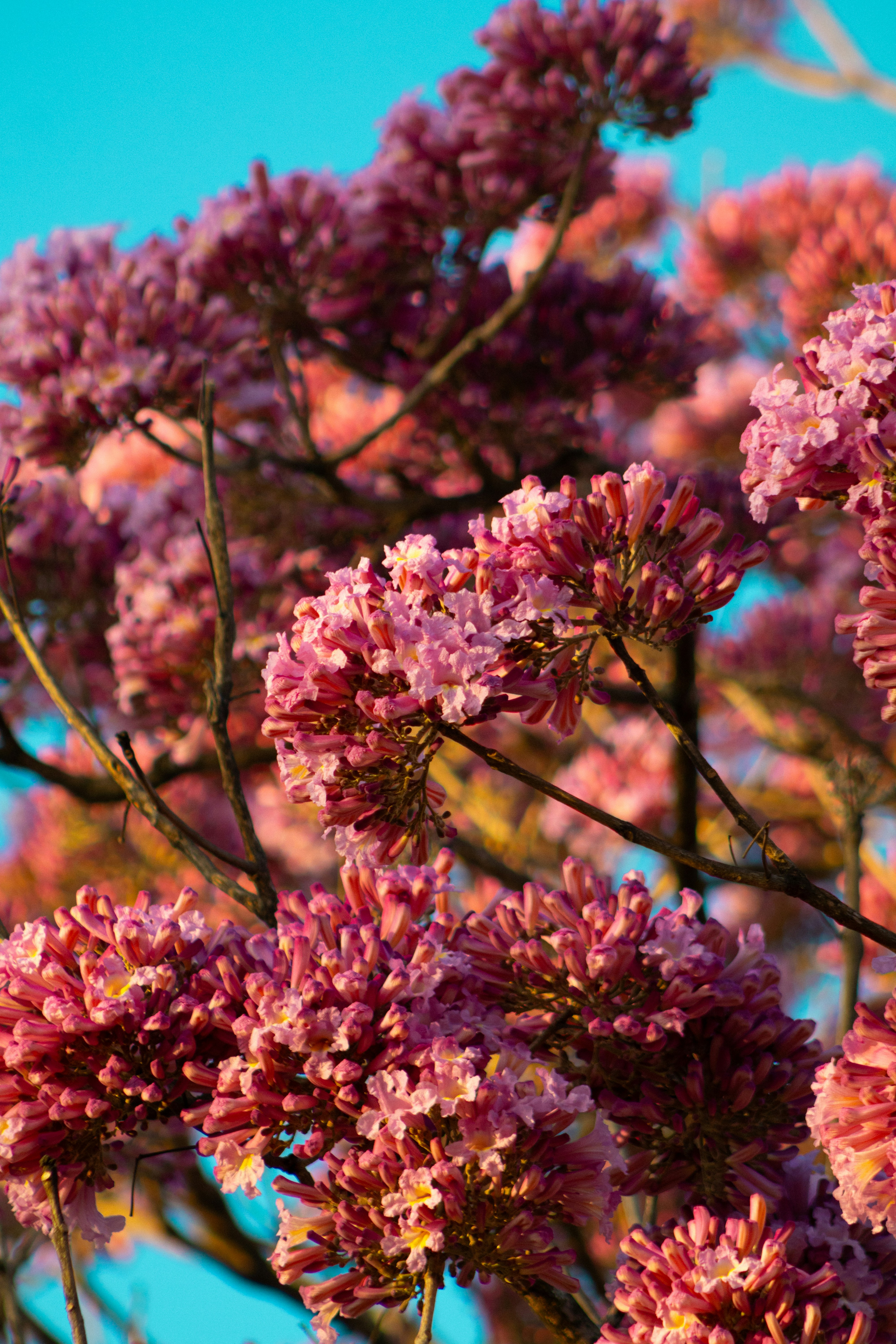 Vivid pink blossoms fill the frame with a bright cyan sky in the background, creating a lush floral canopy with shallow depth emphasizing petal texture. The scene appears to be a close-up of a flowering tree in bloom.
