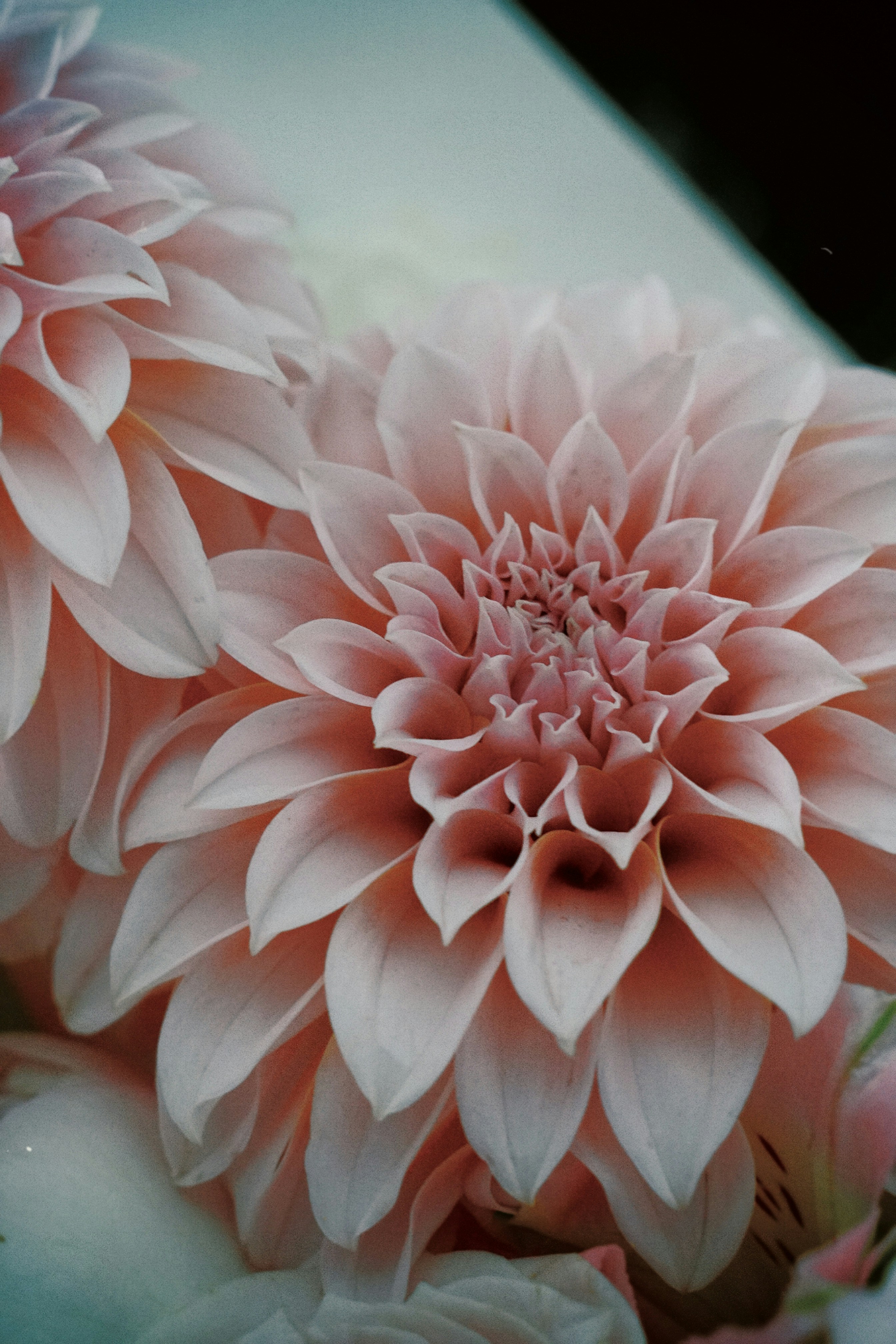 Petals in Focus: A Soft, Centered Bloom