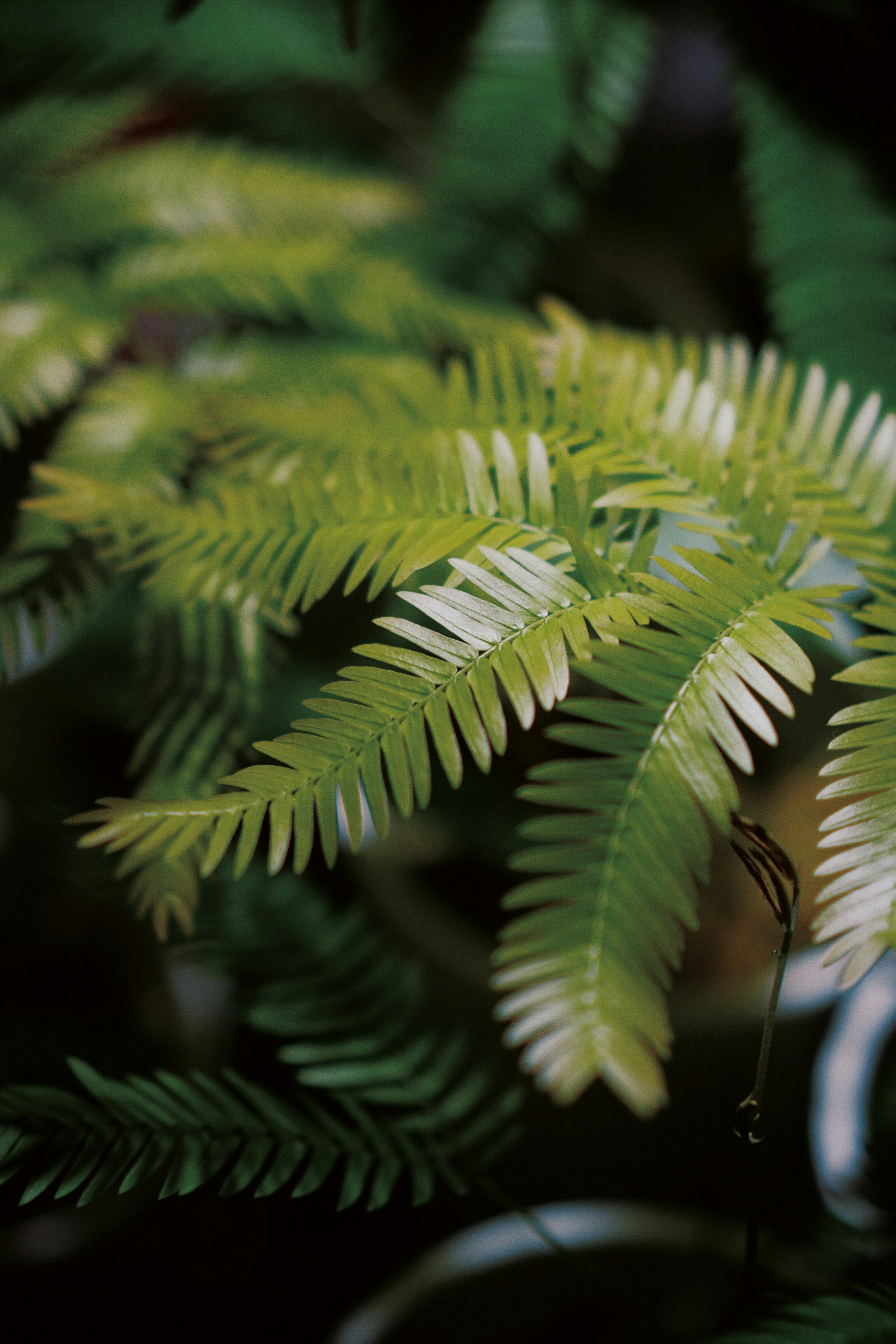 Fronds in Focus: A Close Glow of Fern Fronds