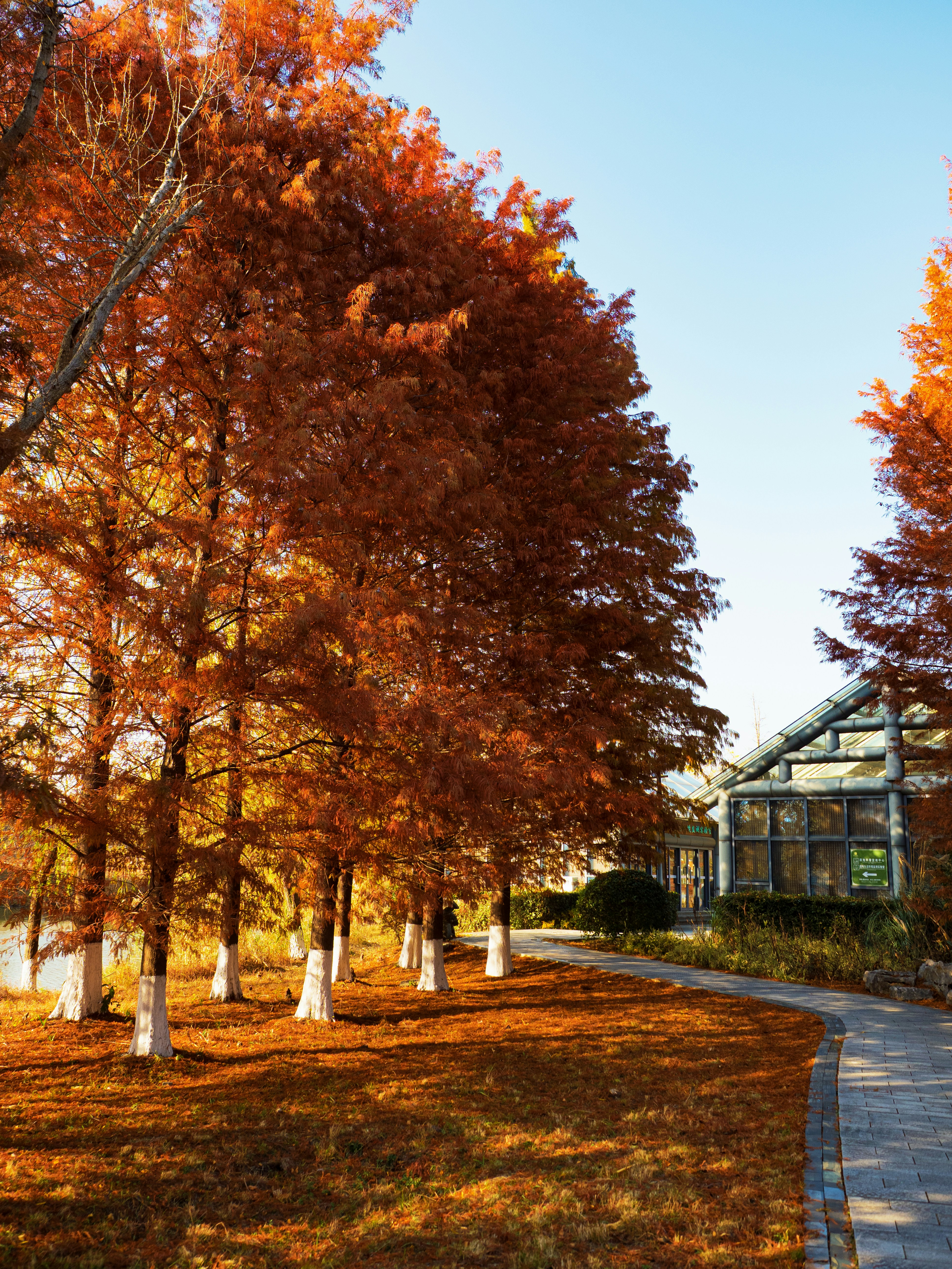 Autumn Arboretum Pathway Framed by Portrait Trees
