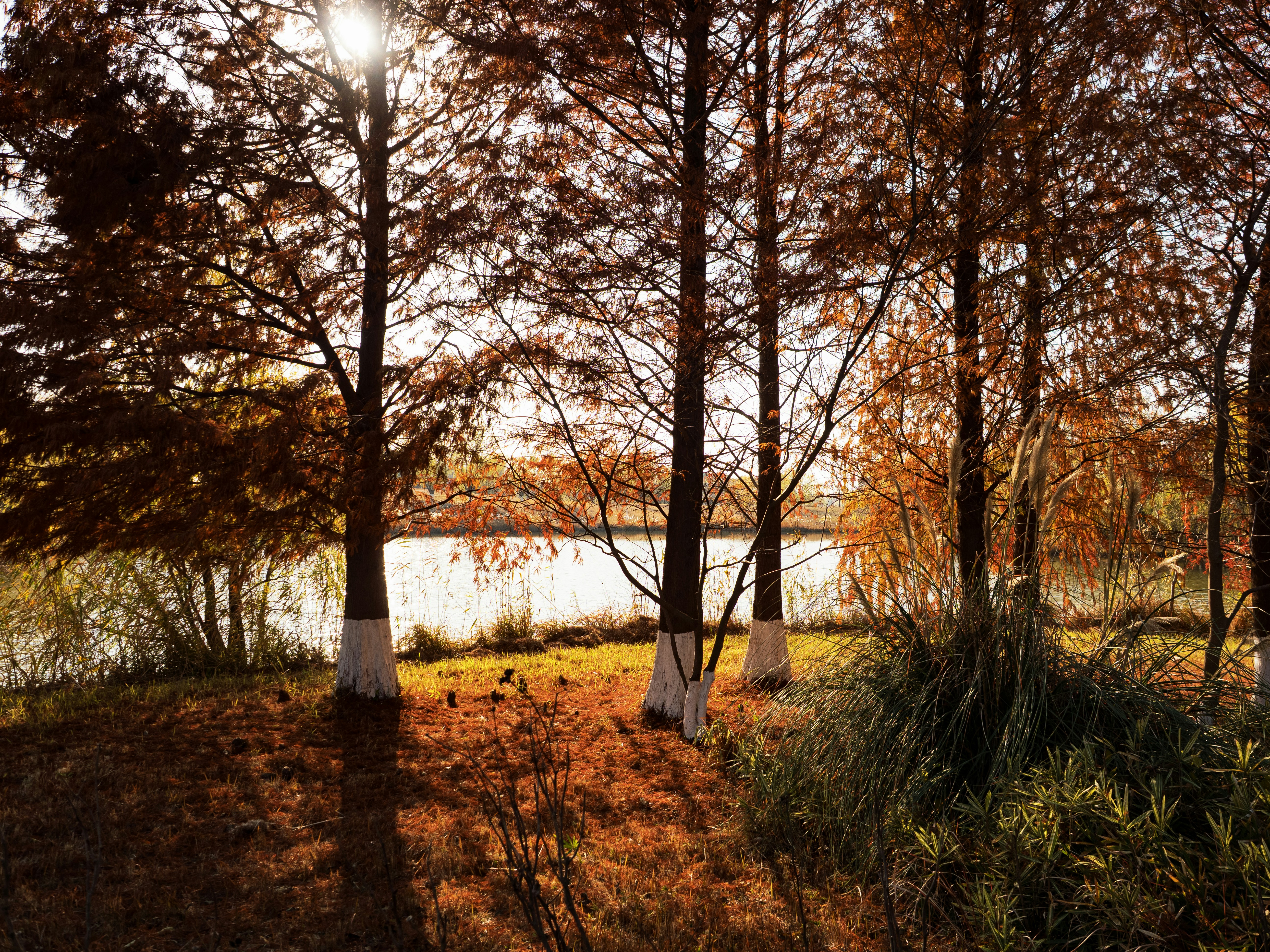 Autumn Light at the Riverside Grove