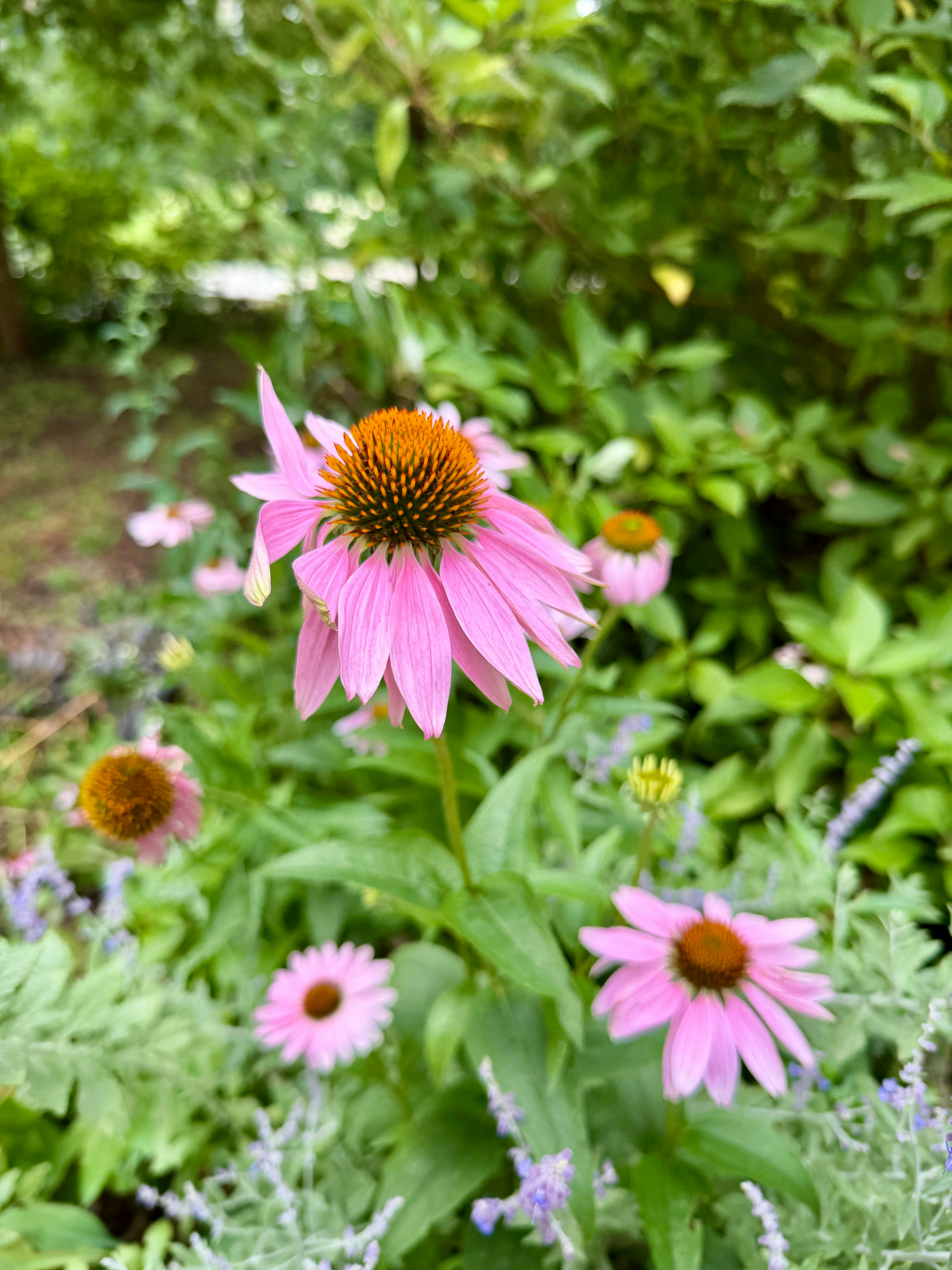 Pink Coneflower Symphony in a Green Garden