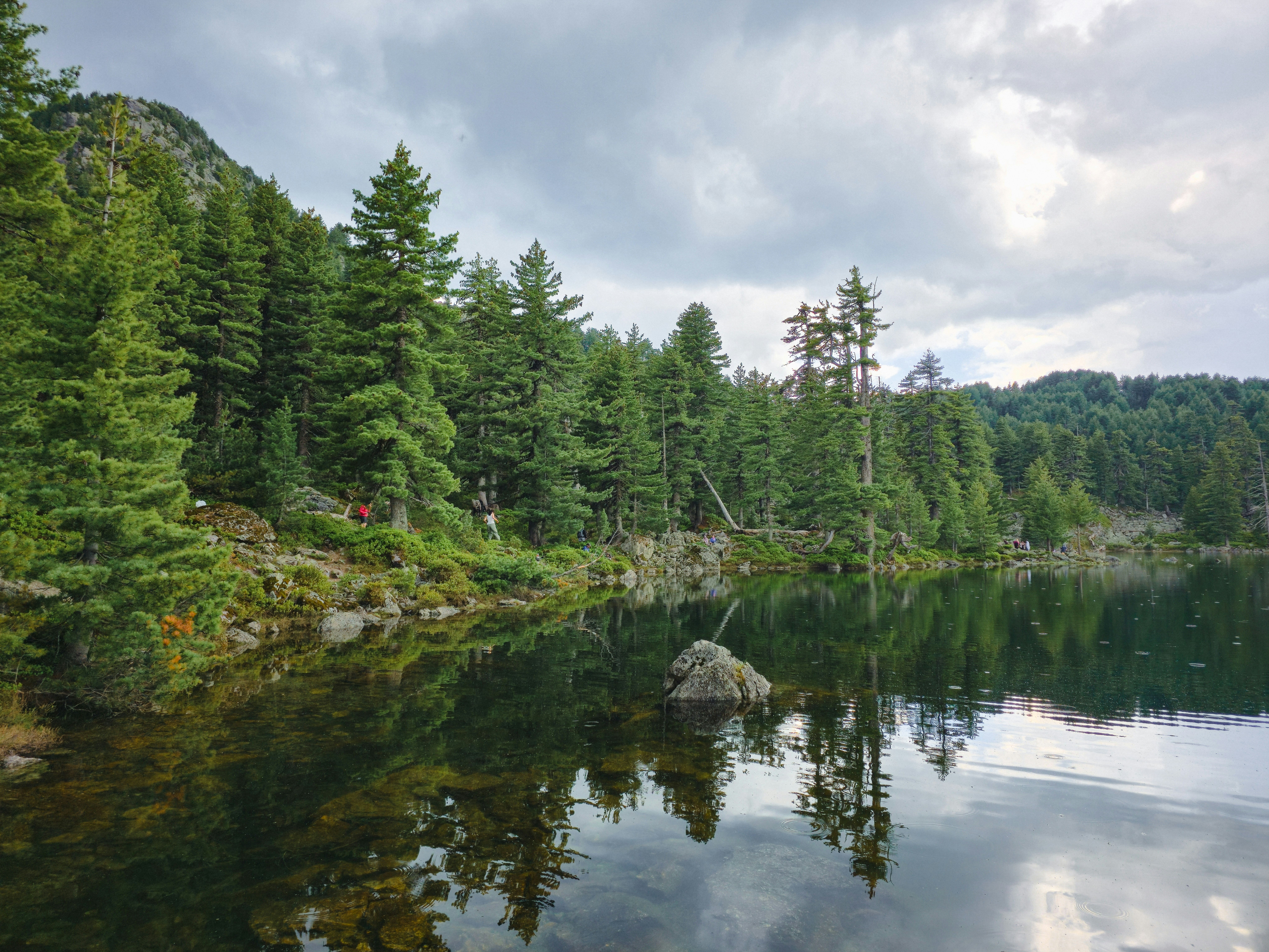 Mirror in the Pines: A Quiet Lake Surrounded by Quiet Pines