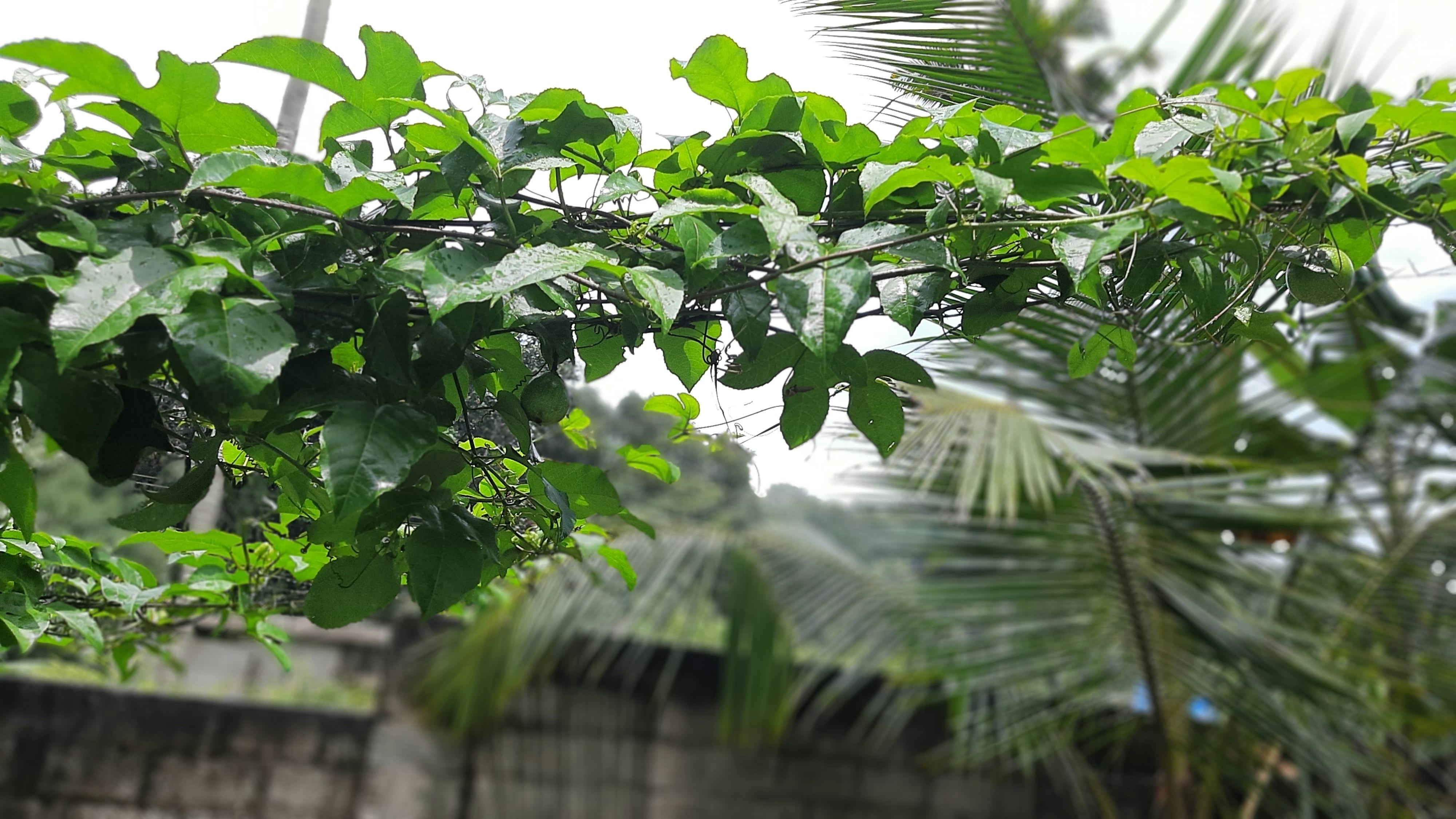 Dense tropical leaves form a bright green canopy across a quiet courtyard with hints of palm fronds and a weathered wall in the background. A natural, greenery-forward composition focusing on texture and depth.