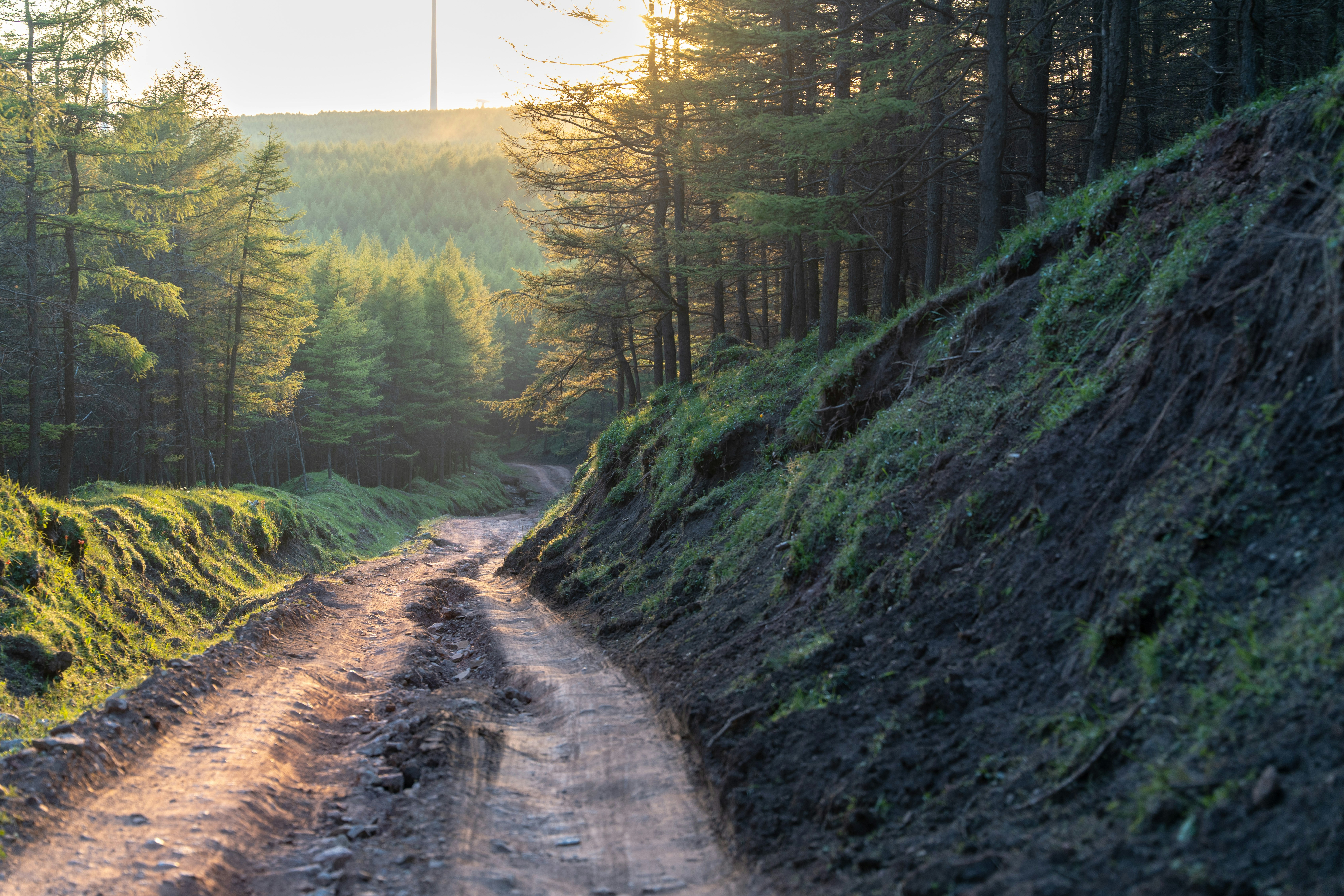 Sunlit forest path winding through mossy embankment
