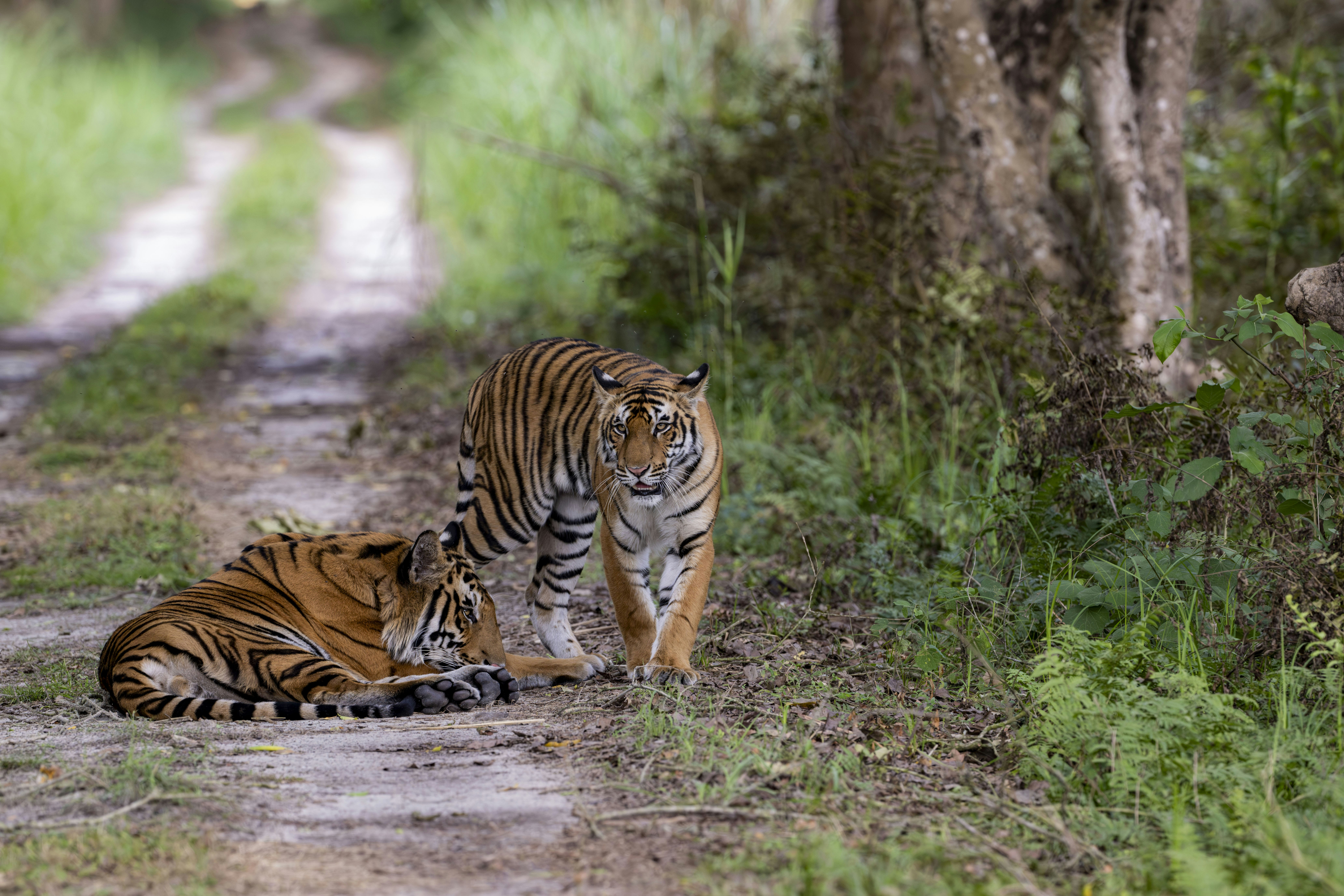 Two Bengal tigers rest on a forest path, one seated and the other standing, with lush greenery framing the scene.