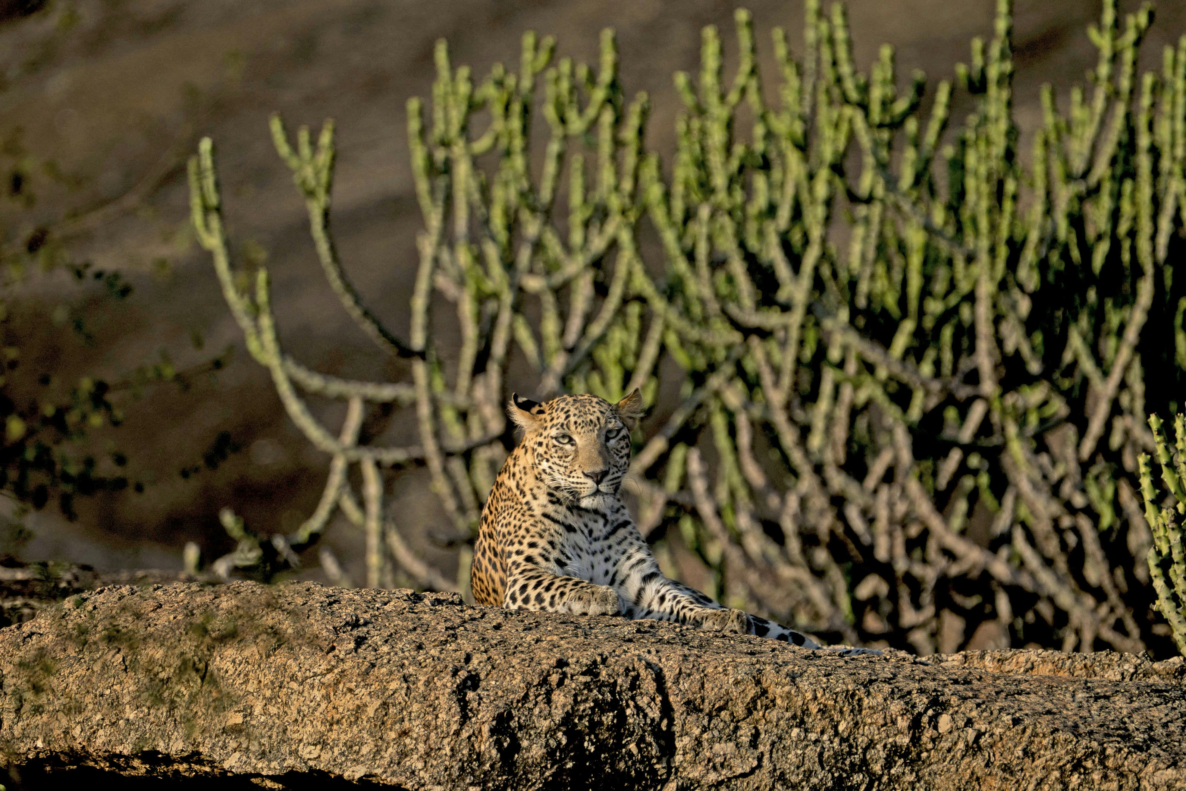 Cheetah Sentinel on a Sunlit Bank