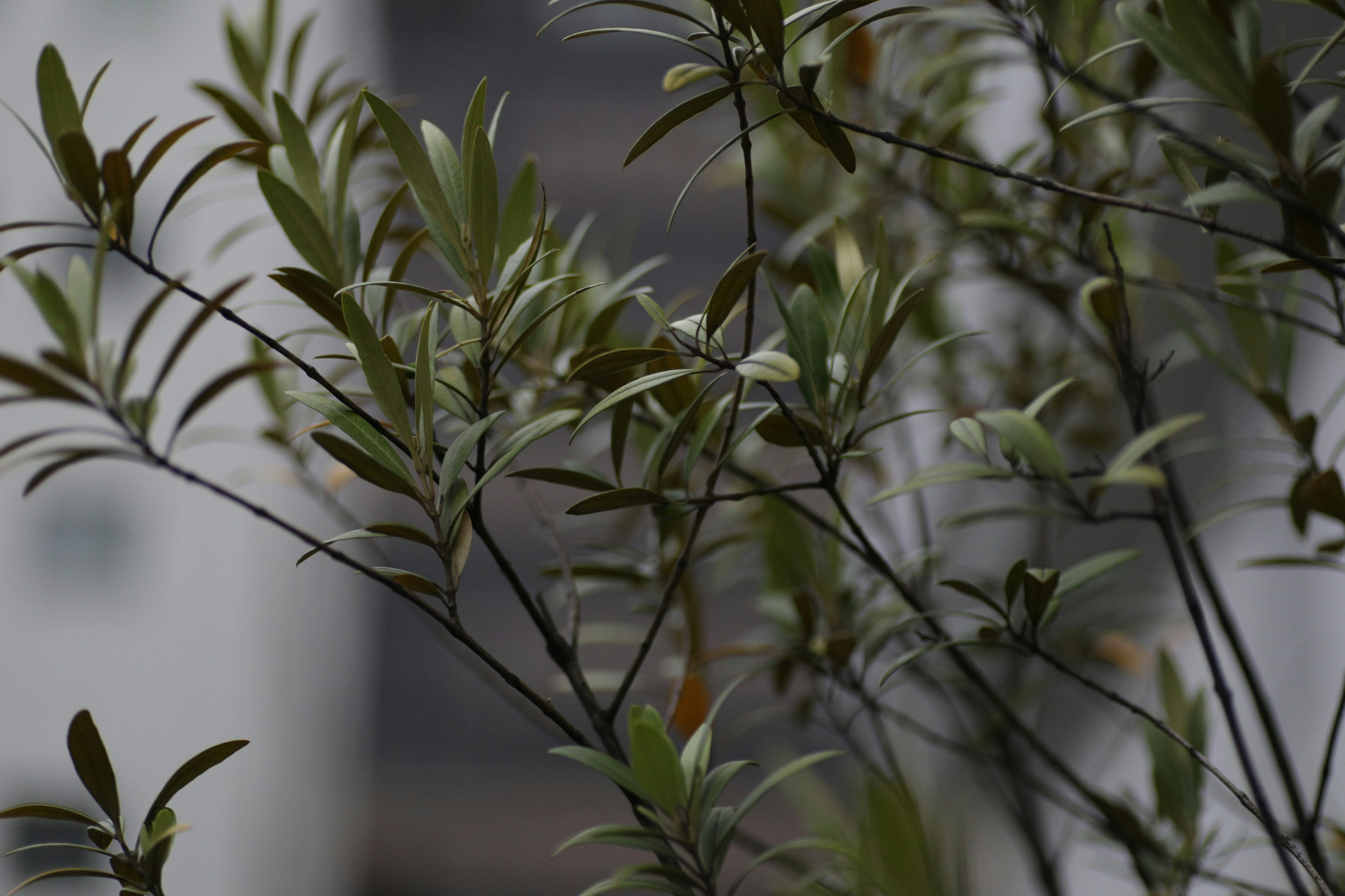 Close-up of leafy branches with a soft, out-of-focus backdrop, highlighting the slender stems and green leaves in a muted urban setting.