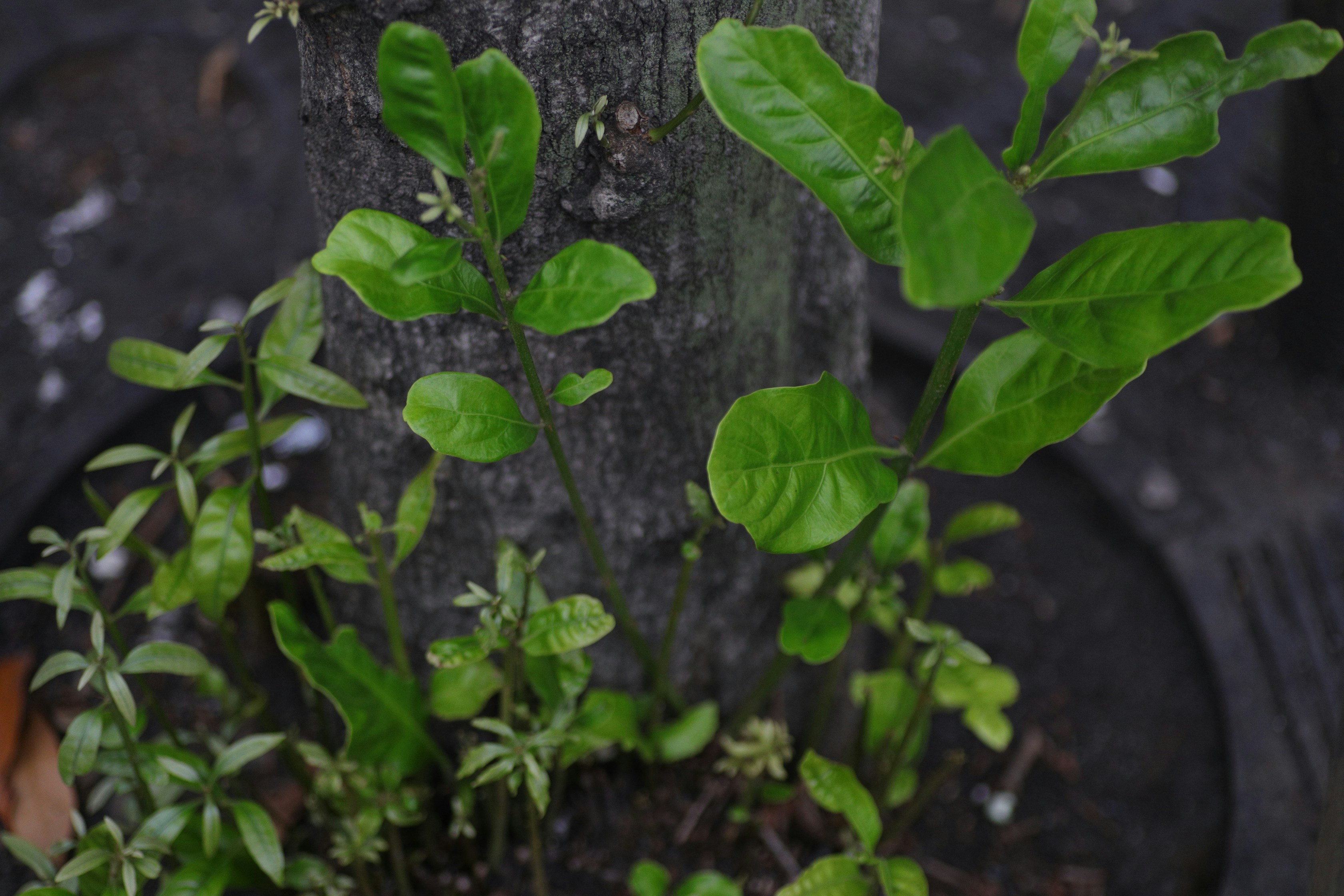 Tender Sprouts Climbing a Trunk: Green Life Emerges from Cracked Ground