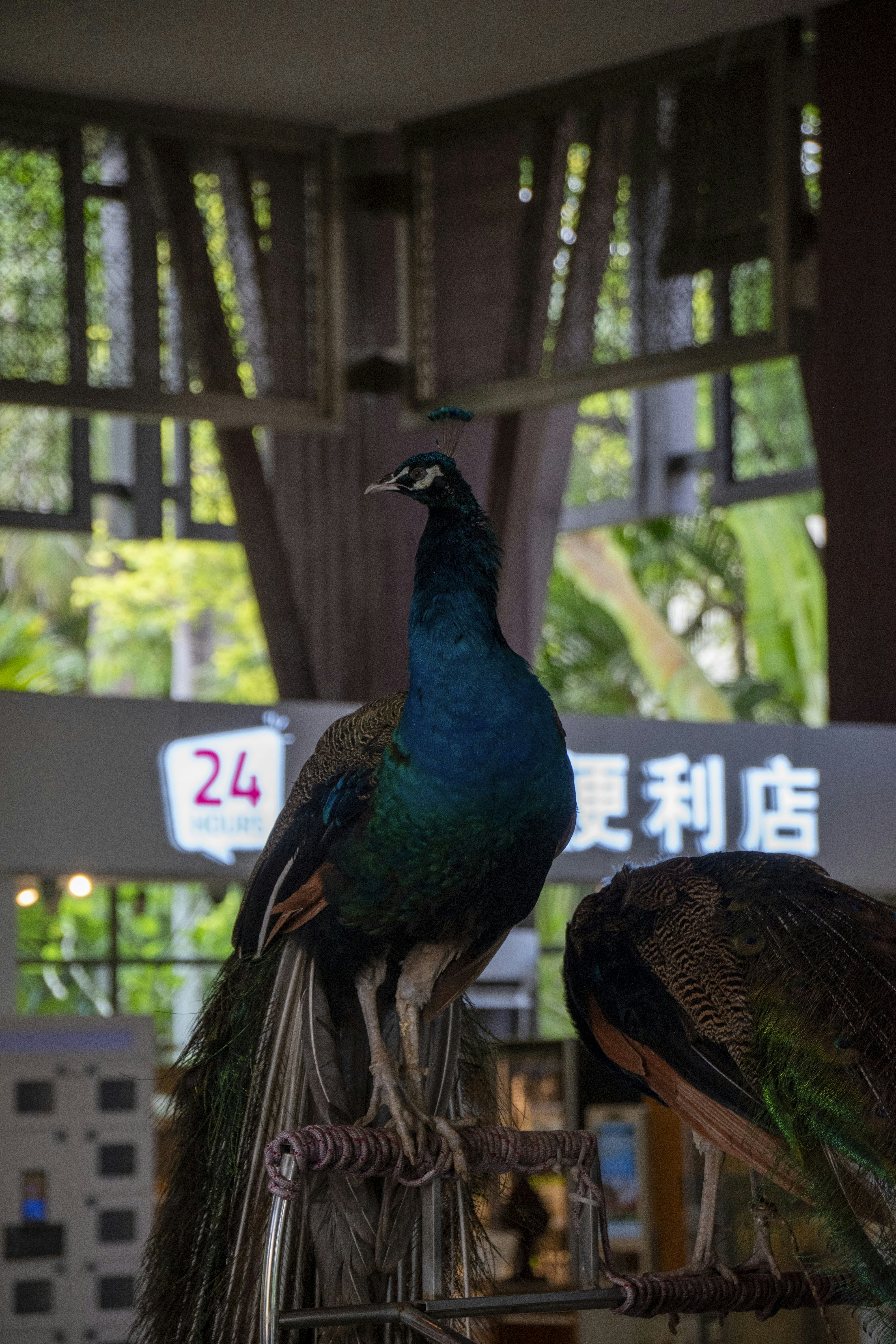 Emerald Crest: A Peacock Perched Inside a Humid Indoor Nook
