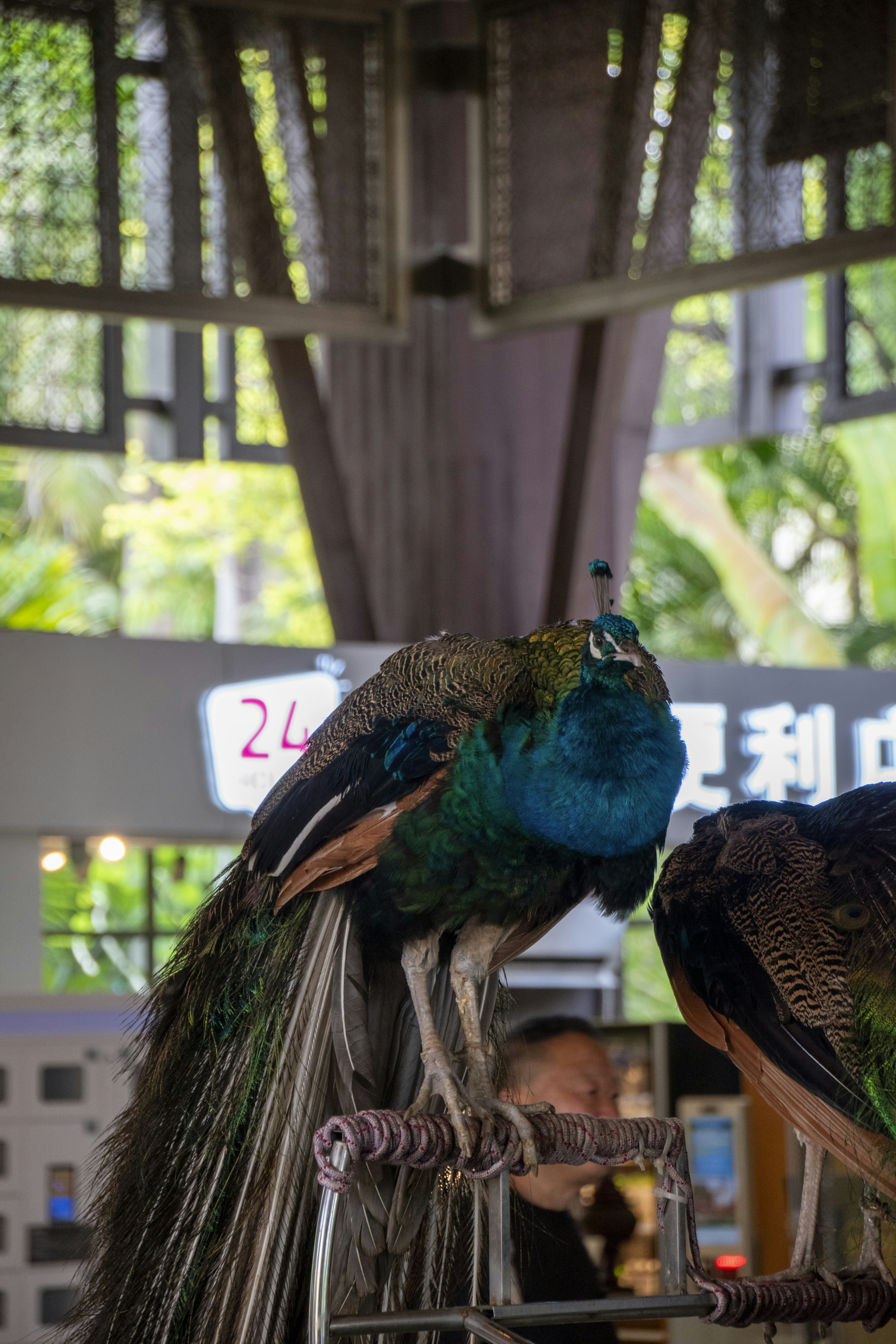 Emerald Crest on Display: A Peacock’s Quiet Stare