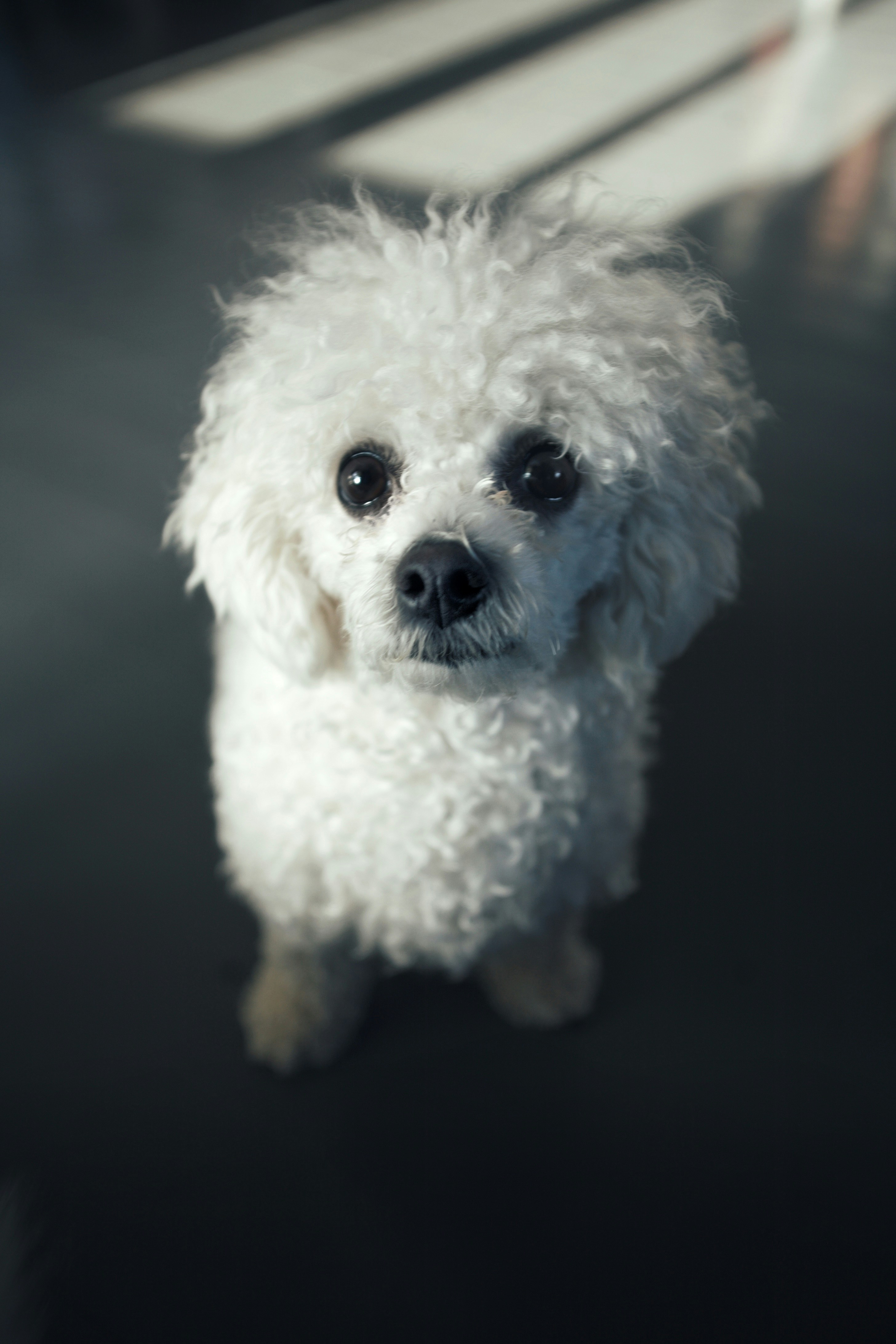 Curious Pup in Soft Spotlight