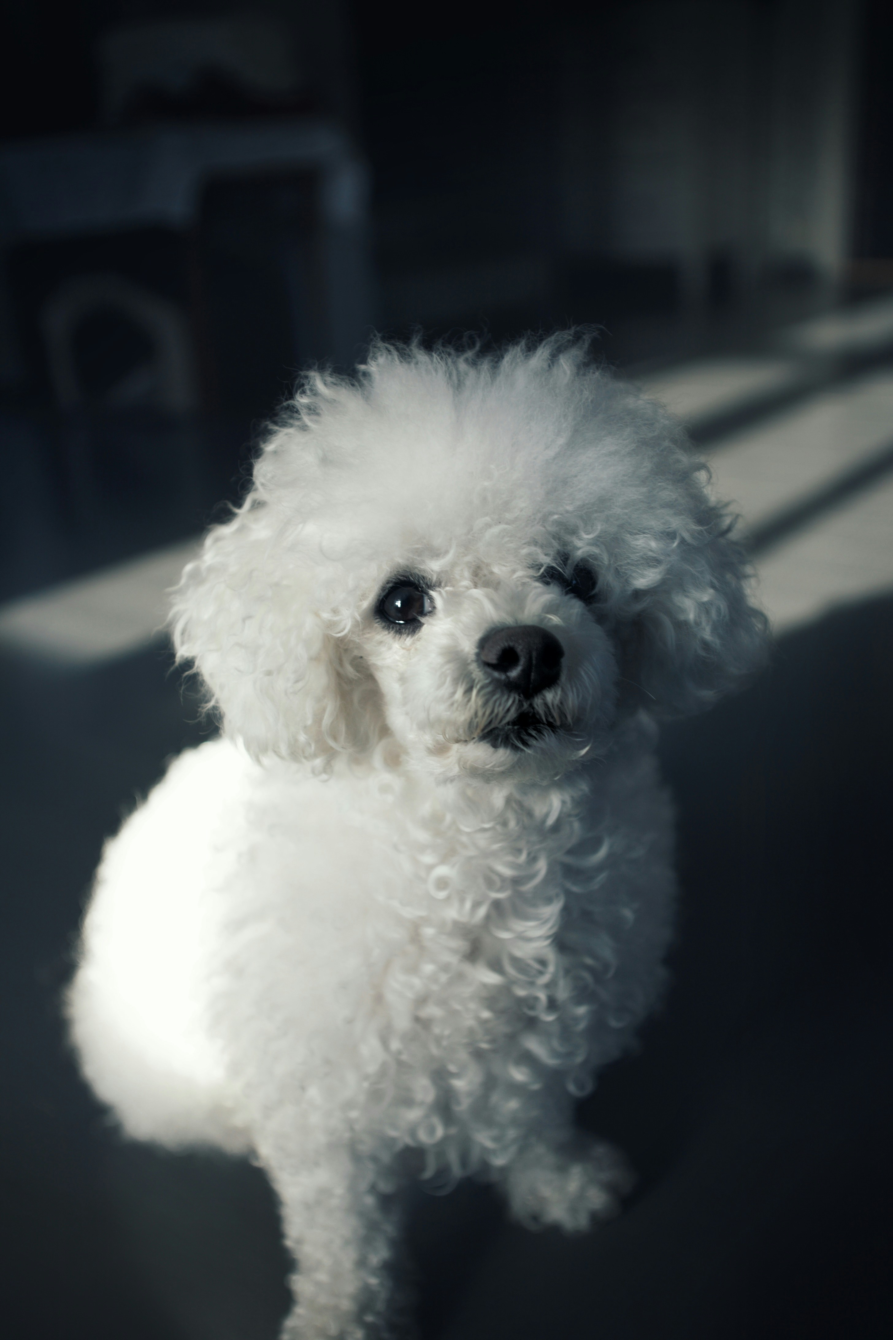 Curious Pupil: A White Poodle Lit by Window Light
