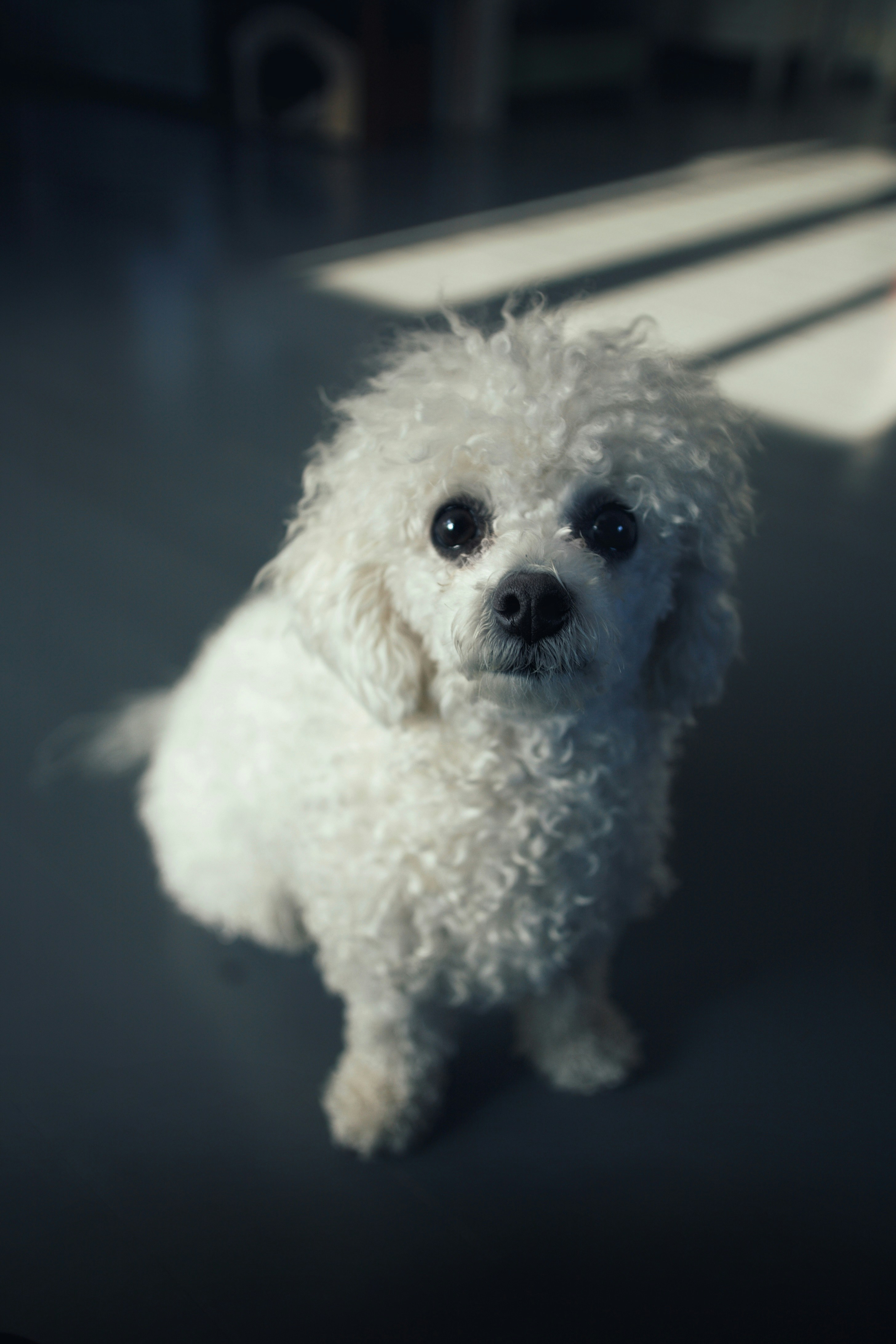 Curious Whiskers: A Pensive Pup Under Soft Studio Light