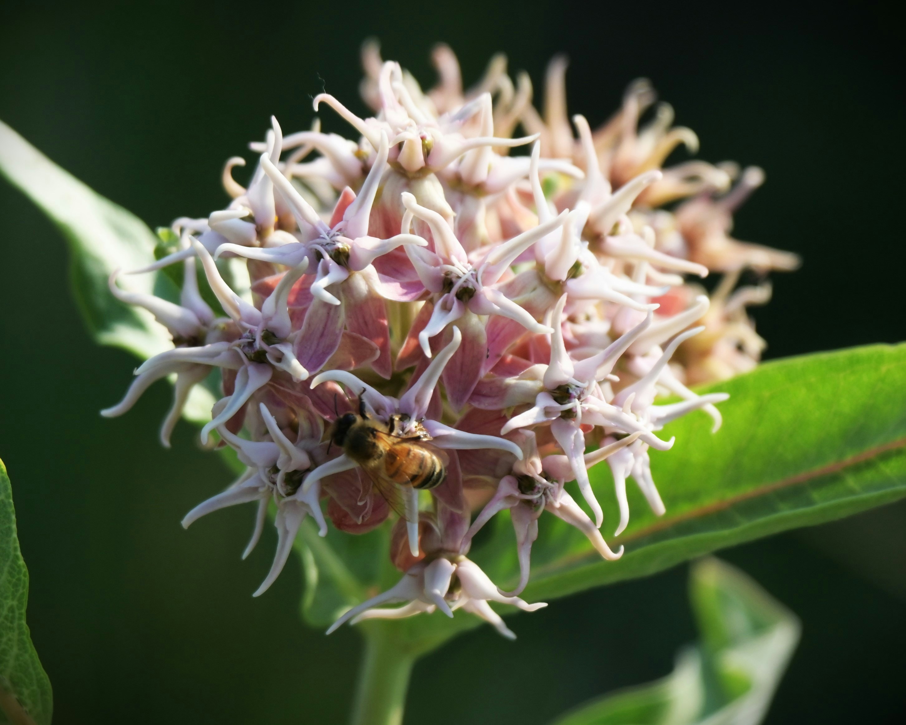 Pollinating Burst: Bee at the Heart of a Pink Bud