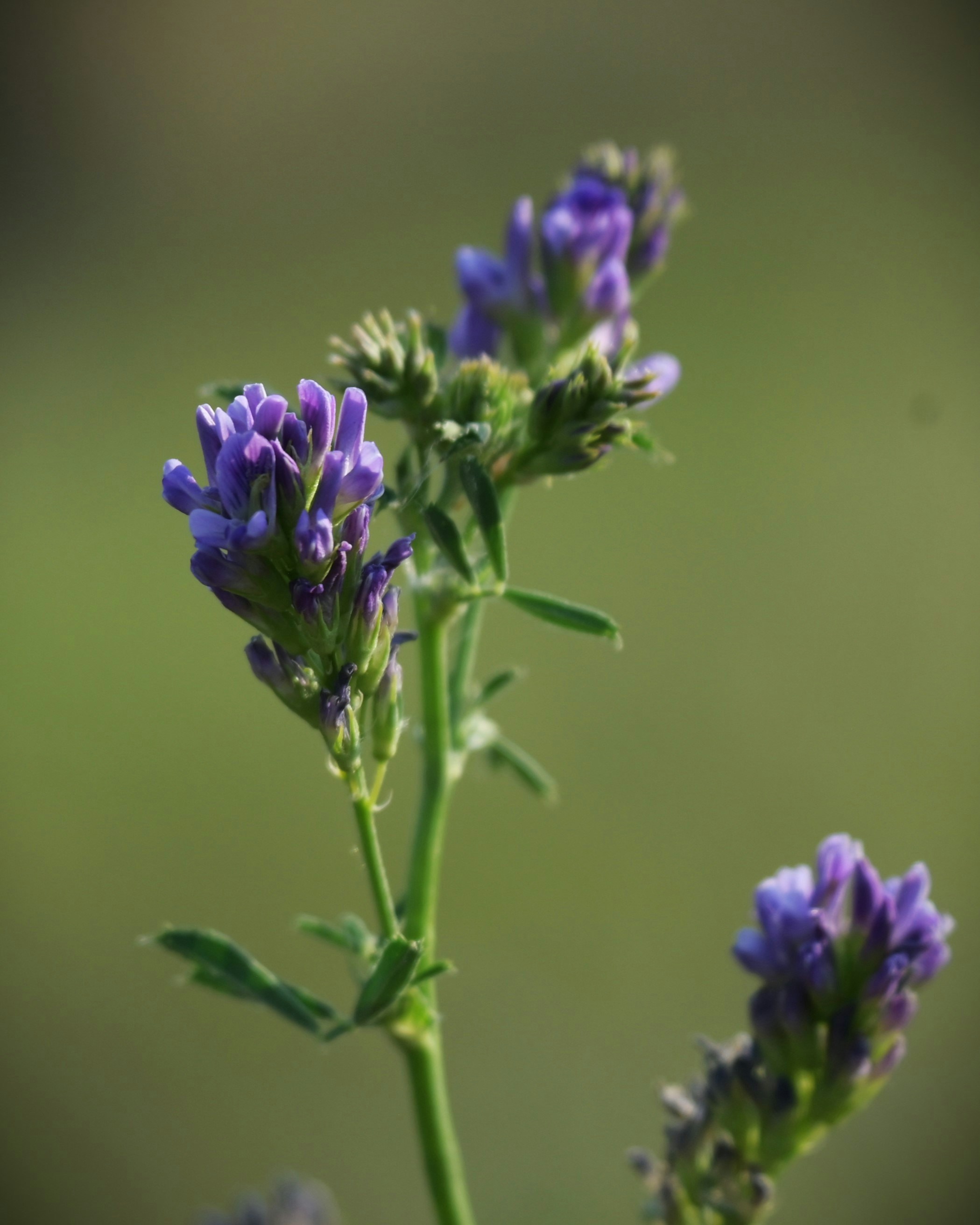 Lavender Stems in Soft Focus Meadow